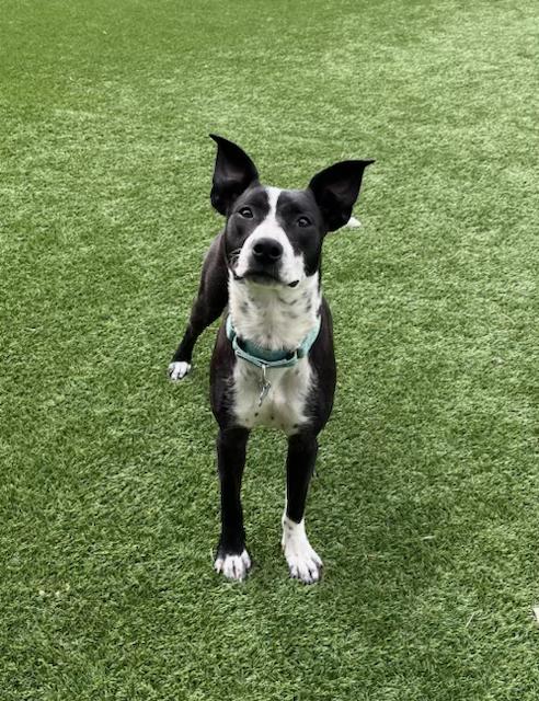 Available Dogs - North Meck Animal Rescue