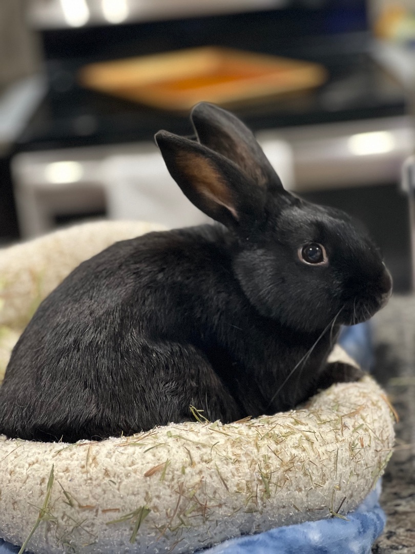 Rabbit for adoption - Pumpkin Pie, a Lionhead & Mini Rex Mix in ...