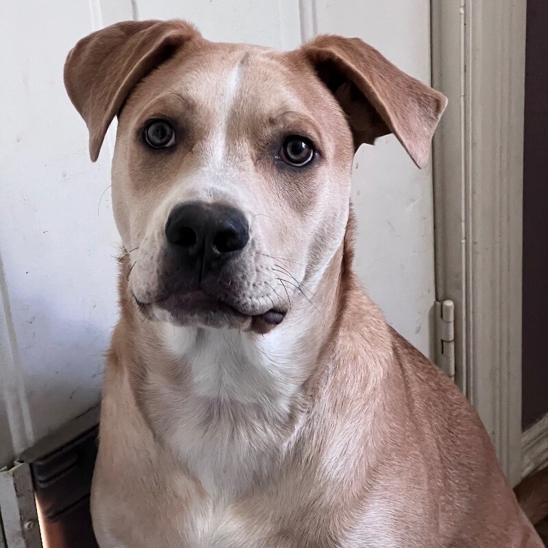 Dog for adoption - Kawasaki Houston, a Labrador Retriever & Pit Bull ...