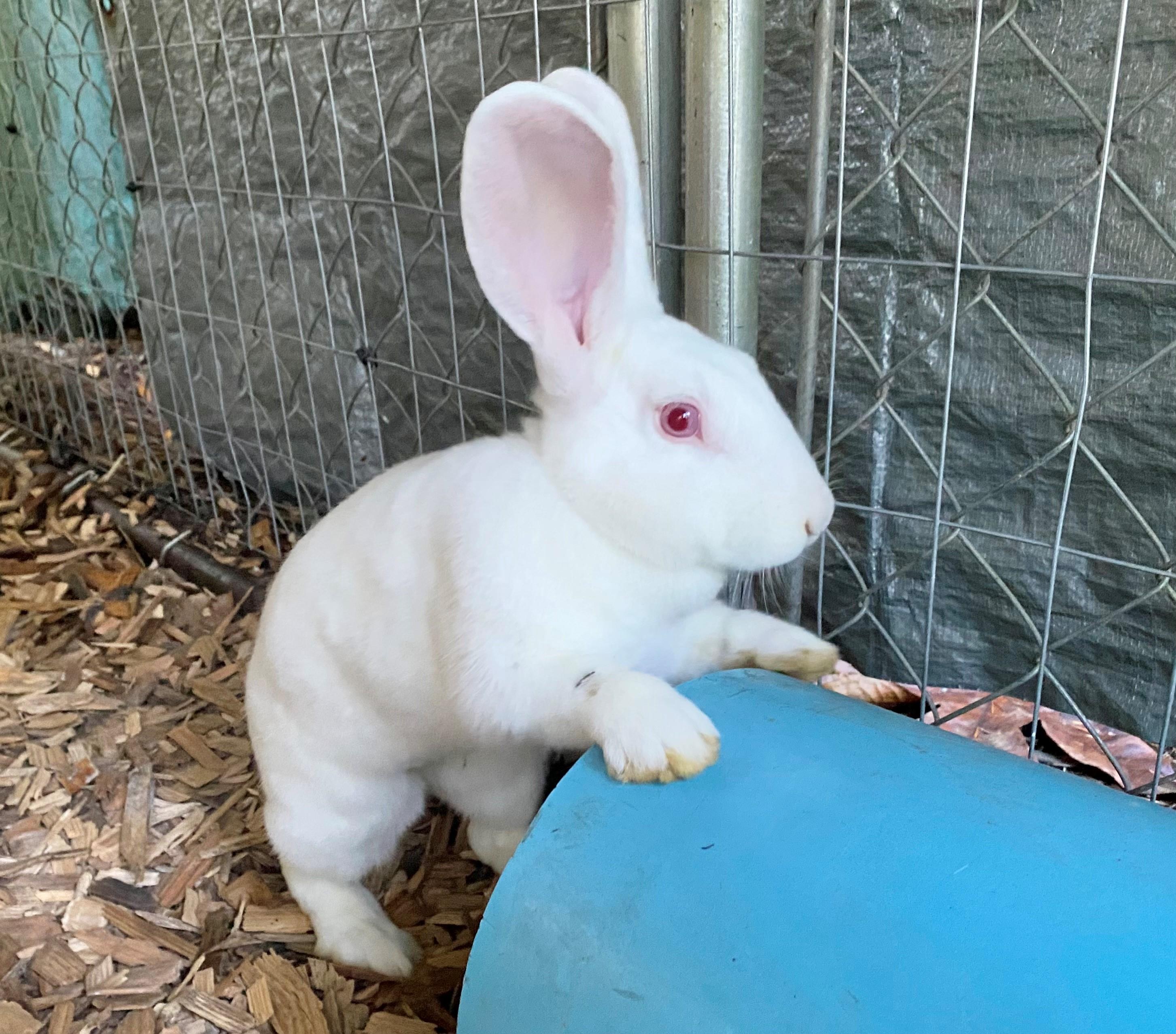 Rabbit for adoption - Binx (bonded to sister Bounce), a New Zealand in ...