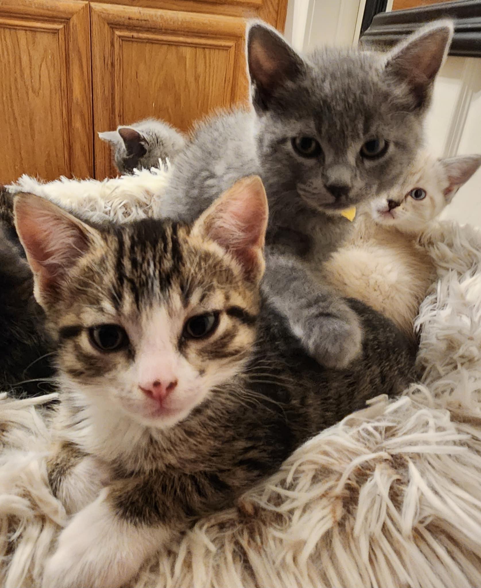 Cat for adoption - 11 Herbs and Spices Litter, a Domestic Short Hair ...