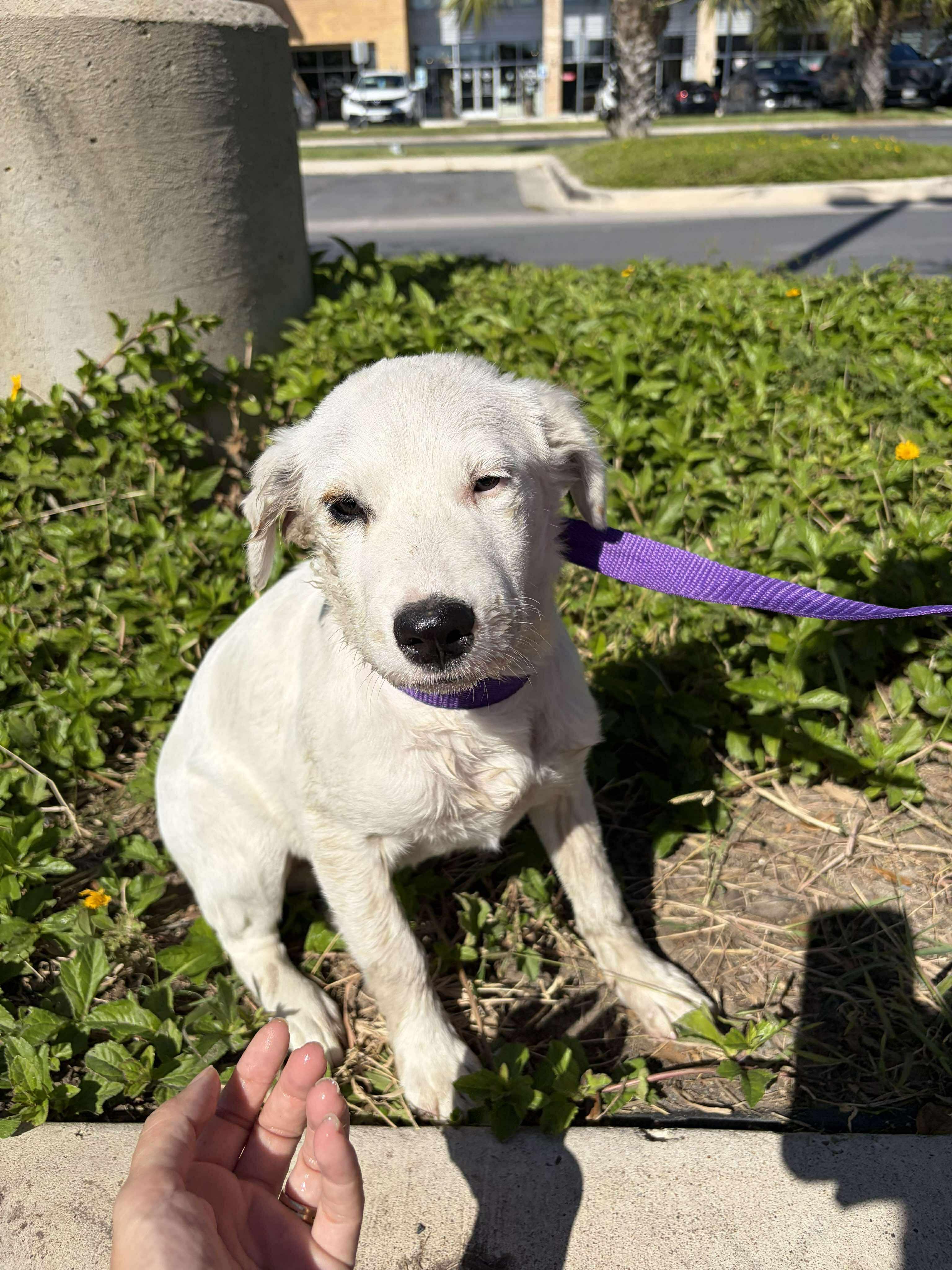 Dog for adoption - Lizzy, a Great Pyrenees Mix in Philadelphia, PA ...