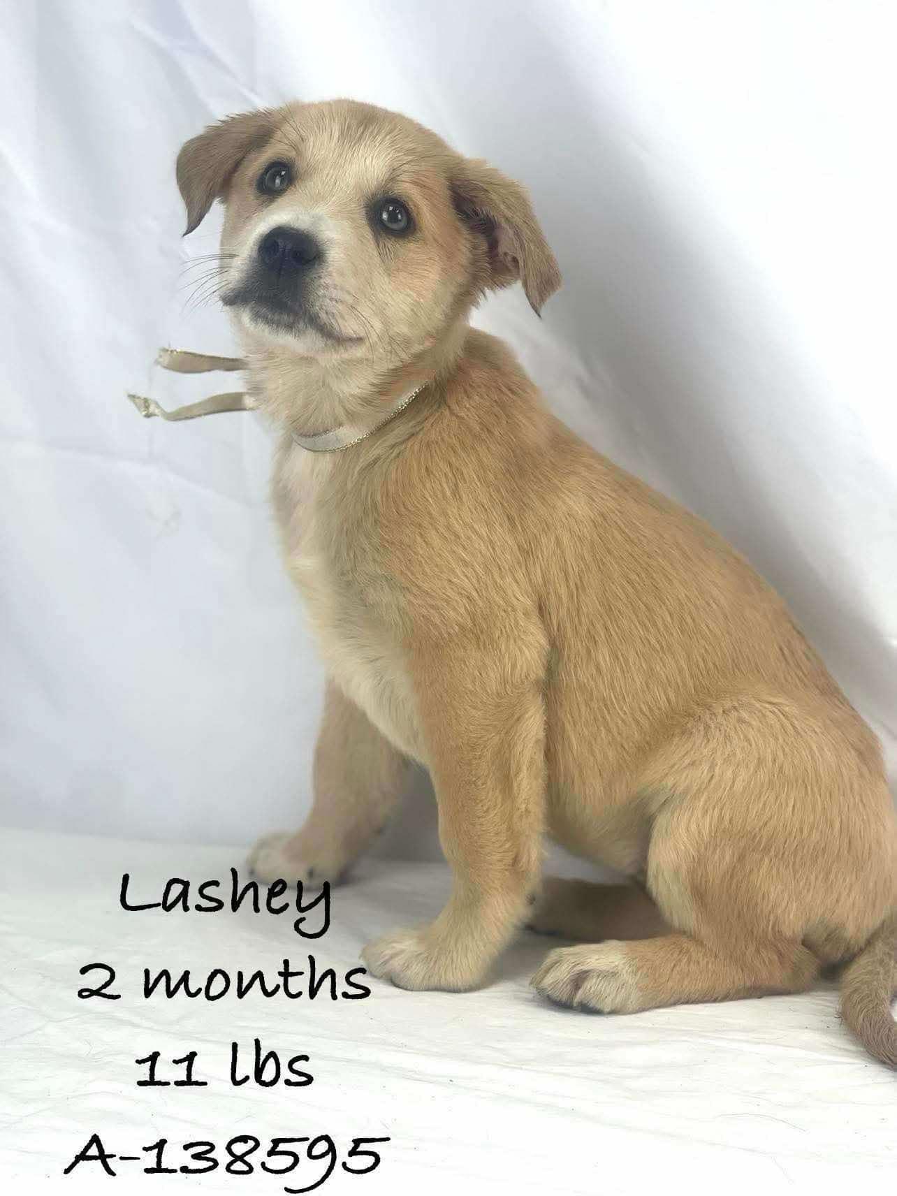 Dog for adoption - Lashey the Lab Mix Puppy, a Labrador Retriever & Australian Shepherd Mix in ...