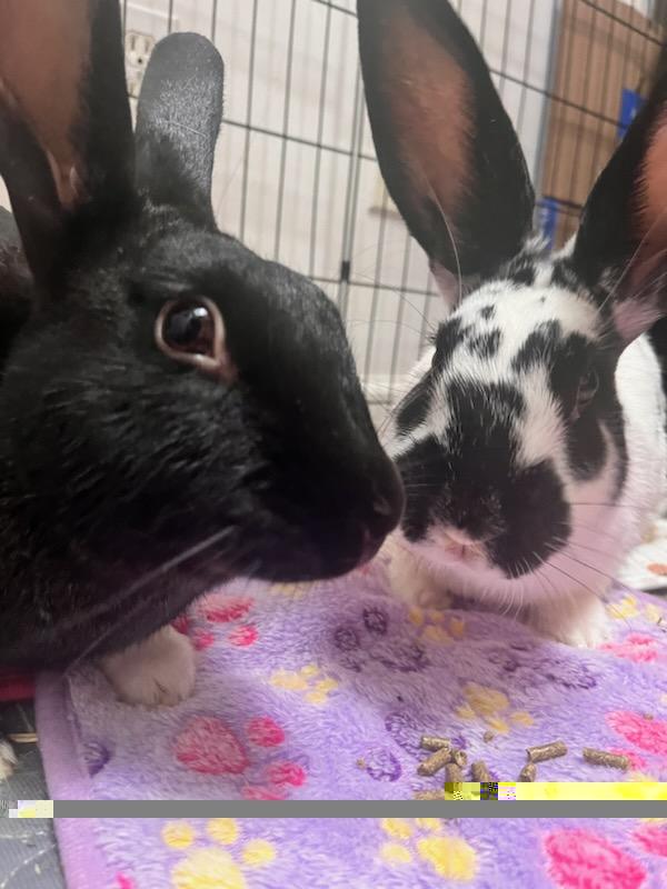 Rabbit for adoption - Tierza and Mousaka (m/f bonded pair), a Bunny ...