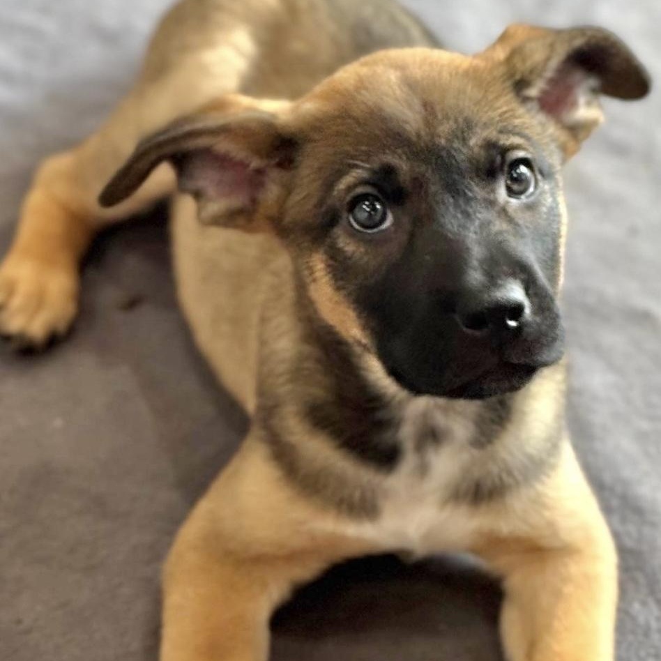 Dog for adoption - Kori, a Norwegian Elkhound & Labrador Retriever Mix ...