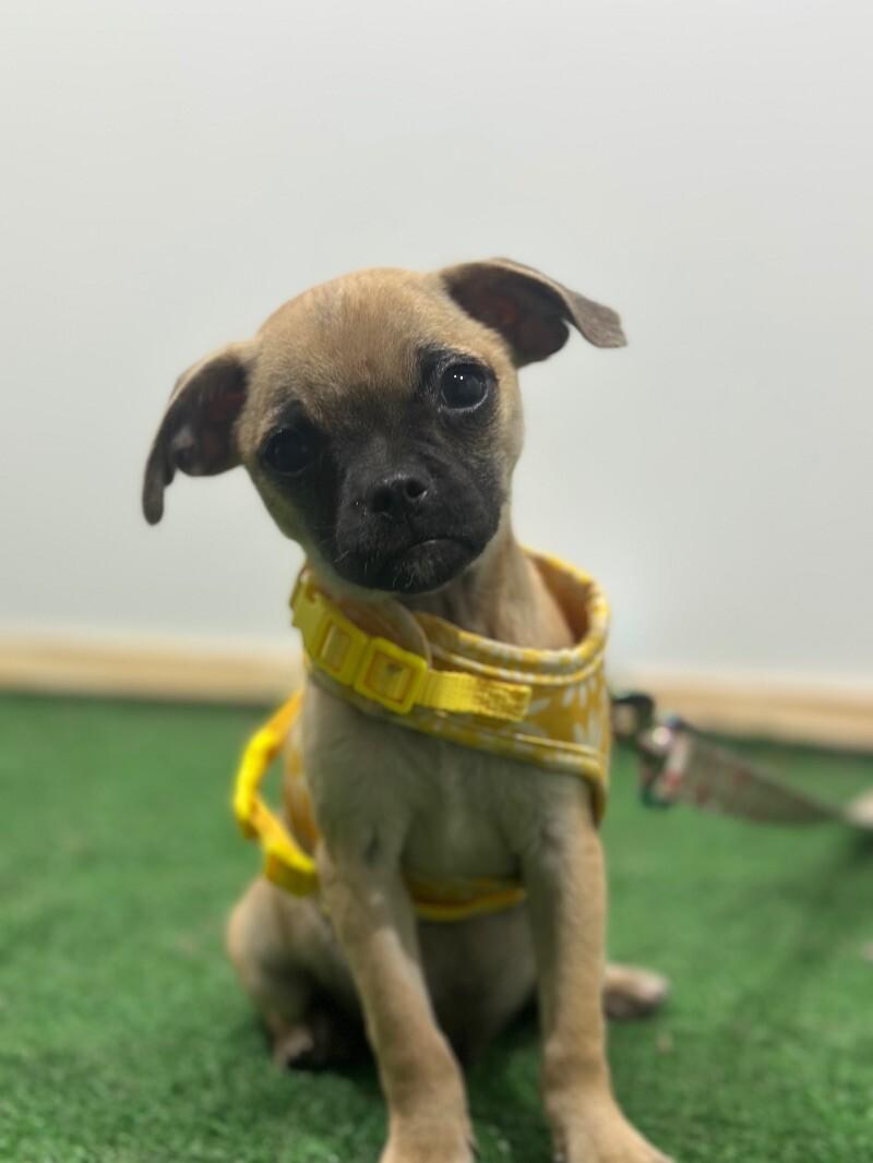 Dog for adoption - Apple, a Pug Mix in Sacramento, CA | Petfinder