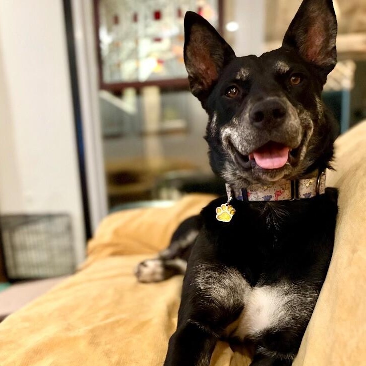 Dog for adoption - Trixie Soft and Gentle Loves Human Connection, a ...