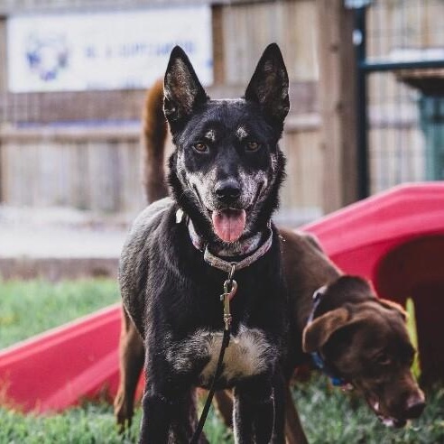 Dog for adoption - Trixie Soft and Gentle Loves Human Connection, a ...