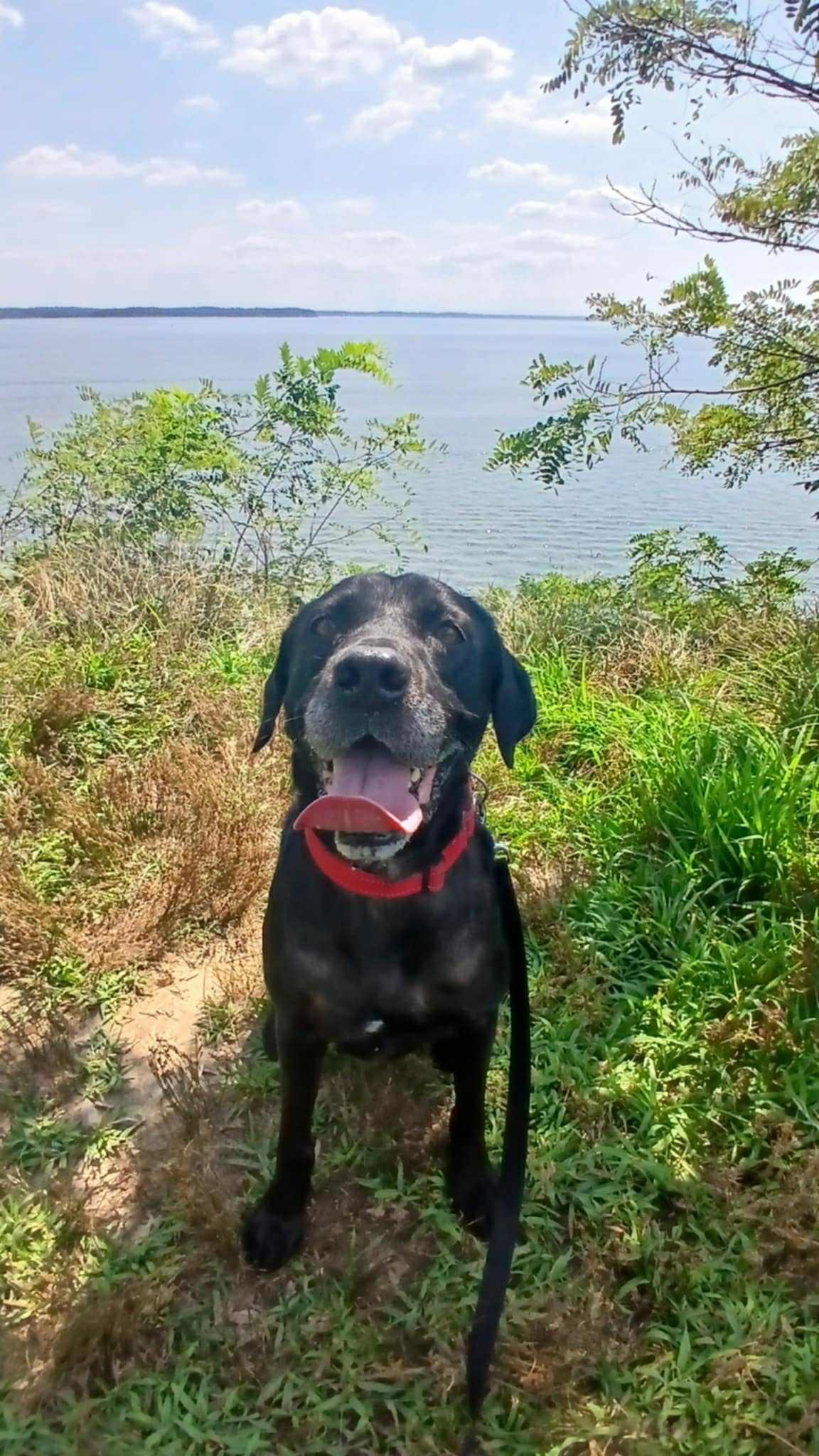 Dog for adoption - Archie, a Labrador Retriever Mix in Elkton, MD ...