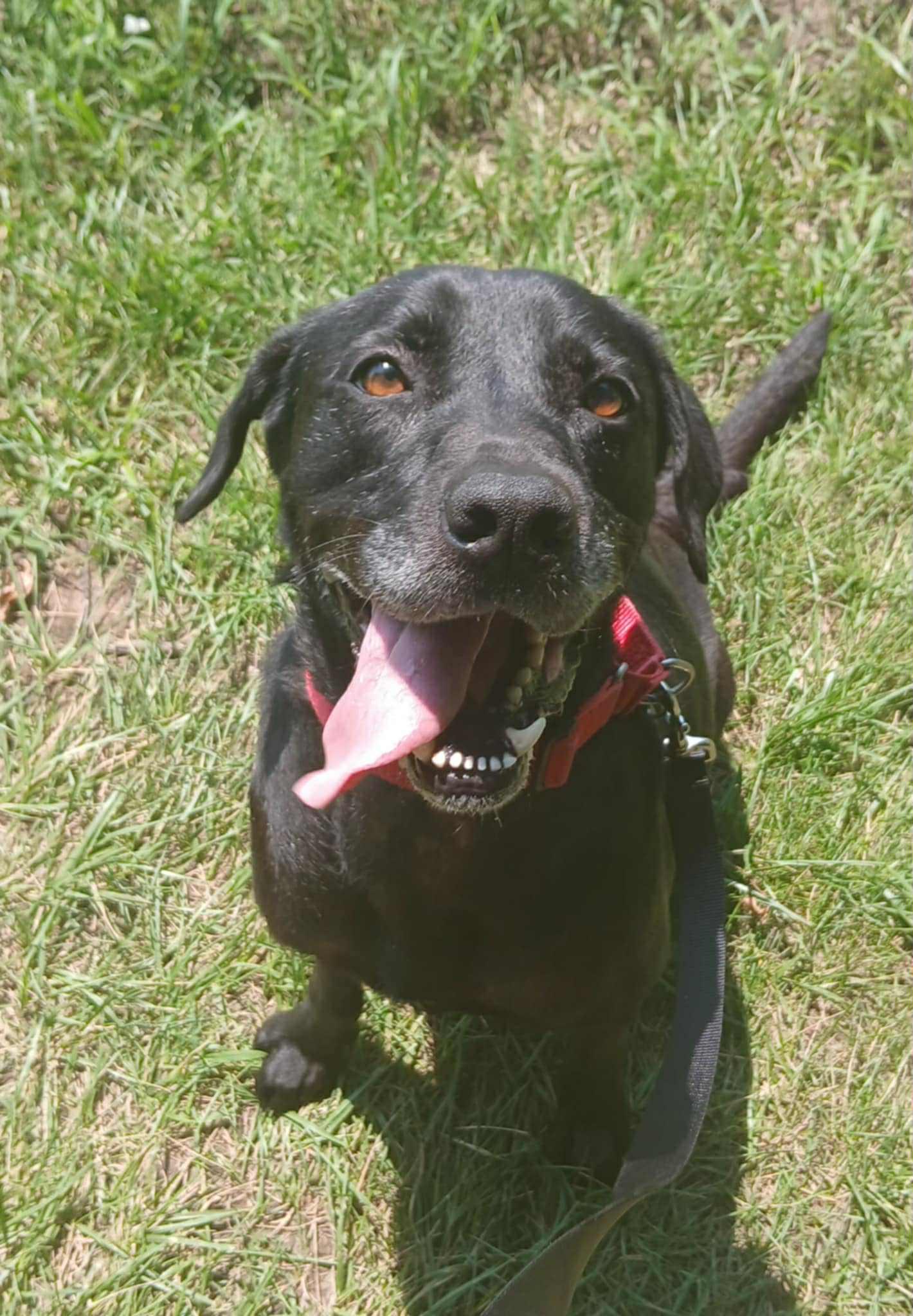Dog for adoption - Archie, a Labrador Retriever Mix in Elkton, MD ...