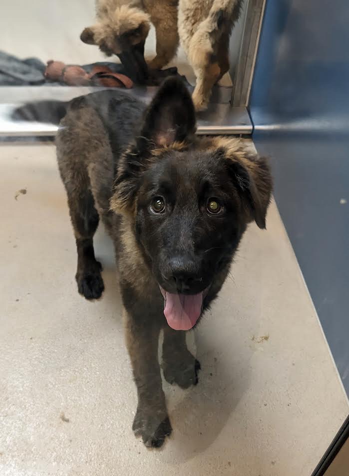Whatcom Humane Society Adoption