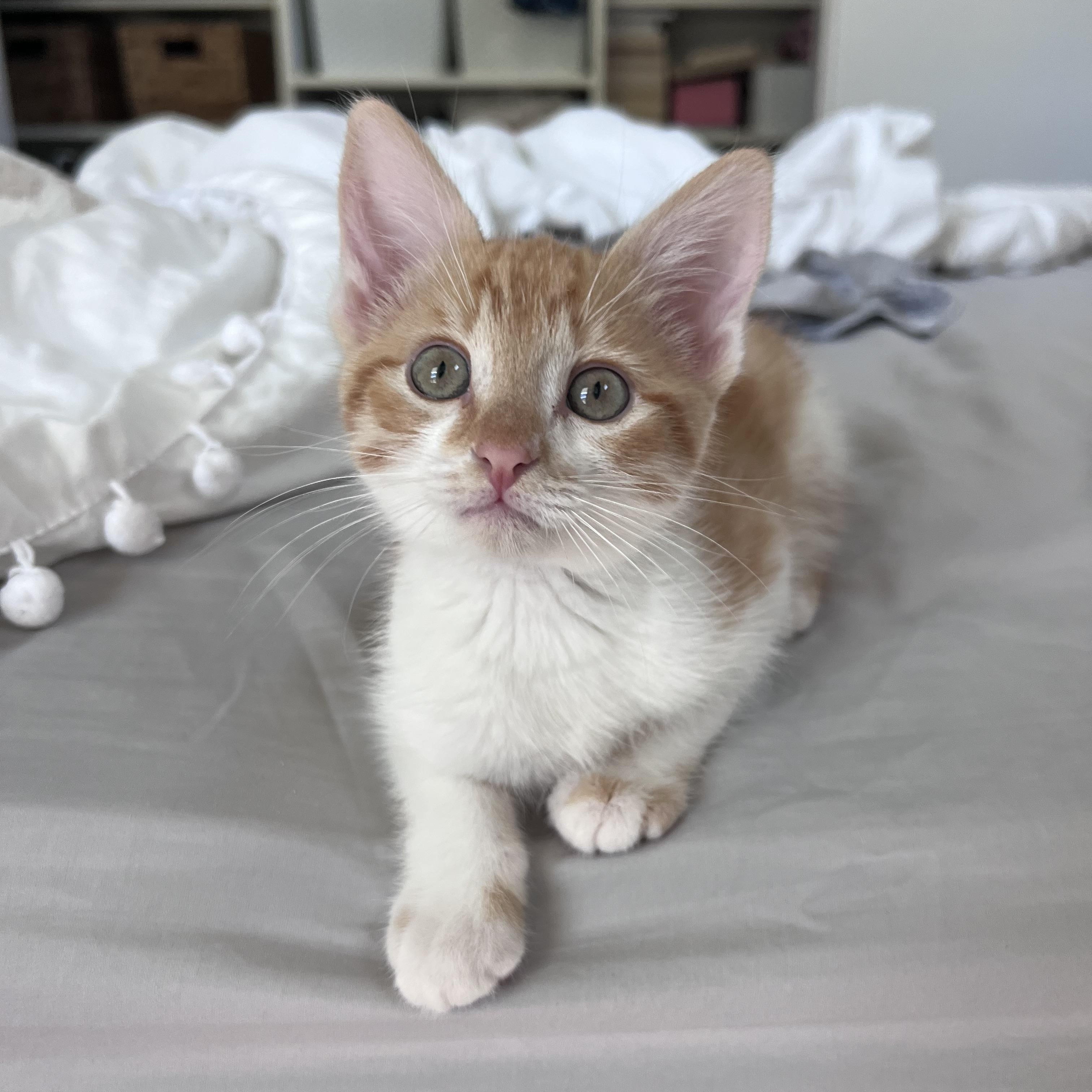 Cat for adoption - Gadget, a Tabby in Oakley, CA | Petfinder