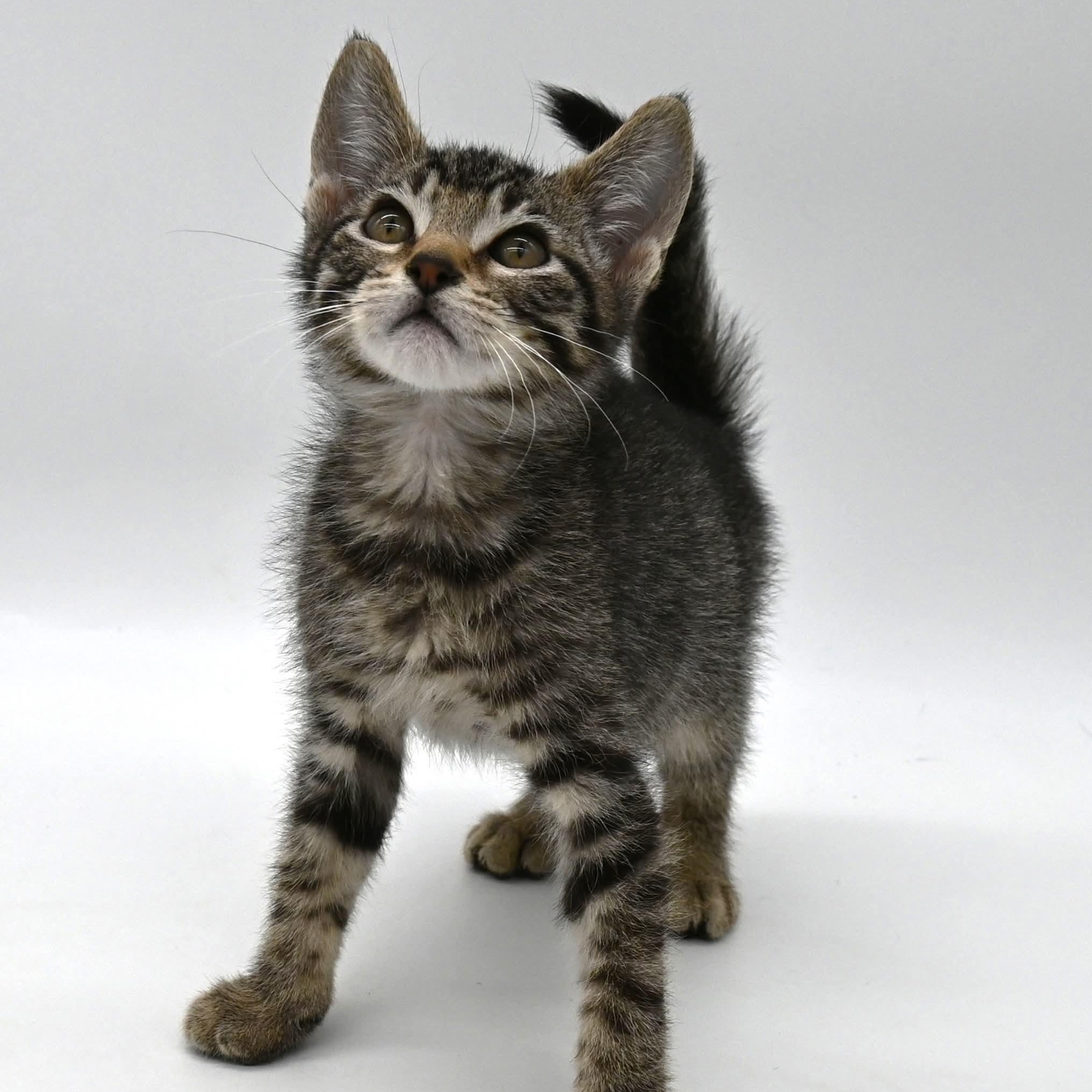 Cat for adoption - Elmo (little parrot-sits on shoulder), a Tabby in ...