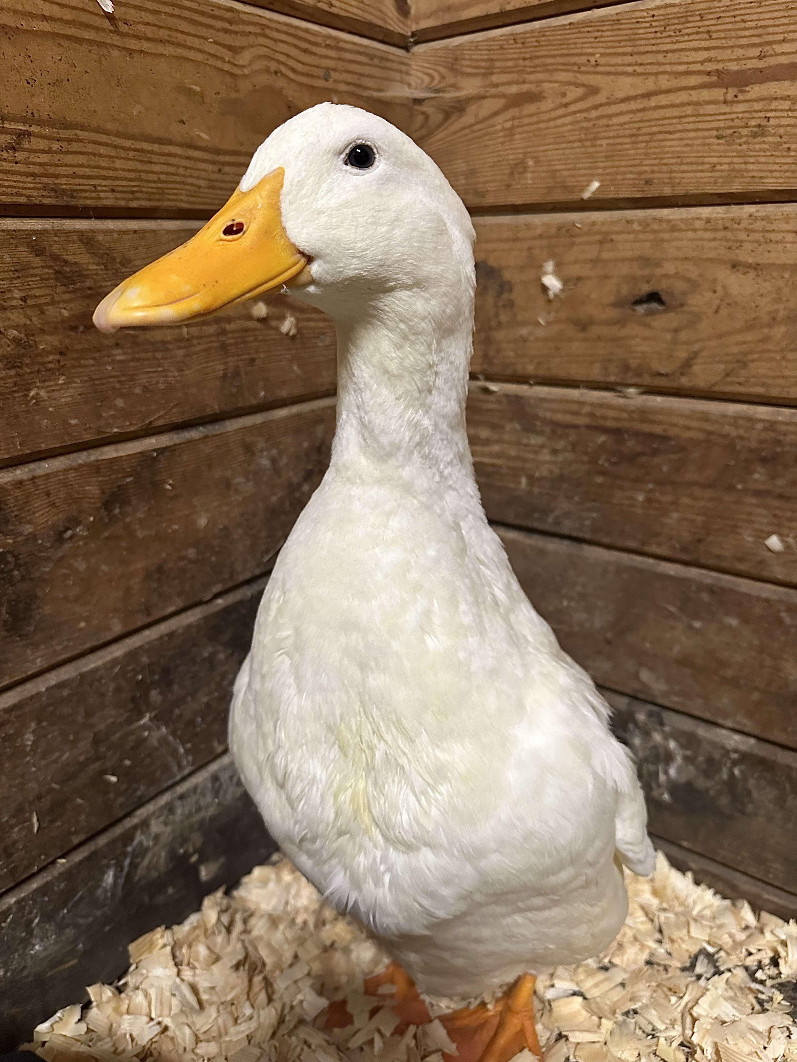 Duck for adoption - Dotty, a Duck in Lincoln University, PA | Petfinder