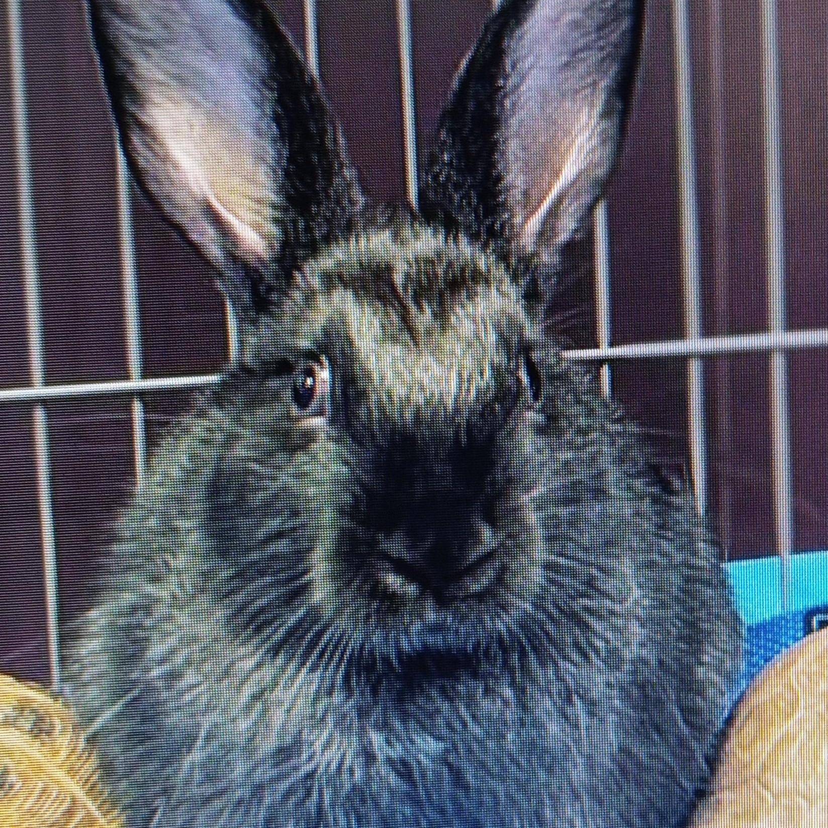 Rabbit for adoption - Jet, a Bunny Rabbit in Modesto, CA | Petfinder