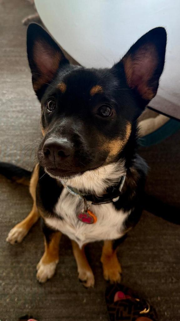 Dog for adoption - Nala, a Cattle Dog & Black Labrador Retriever Mix in ...