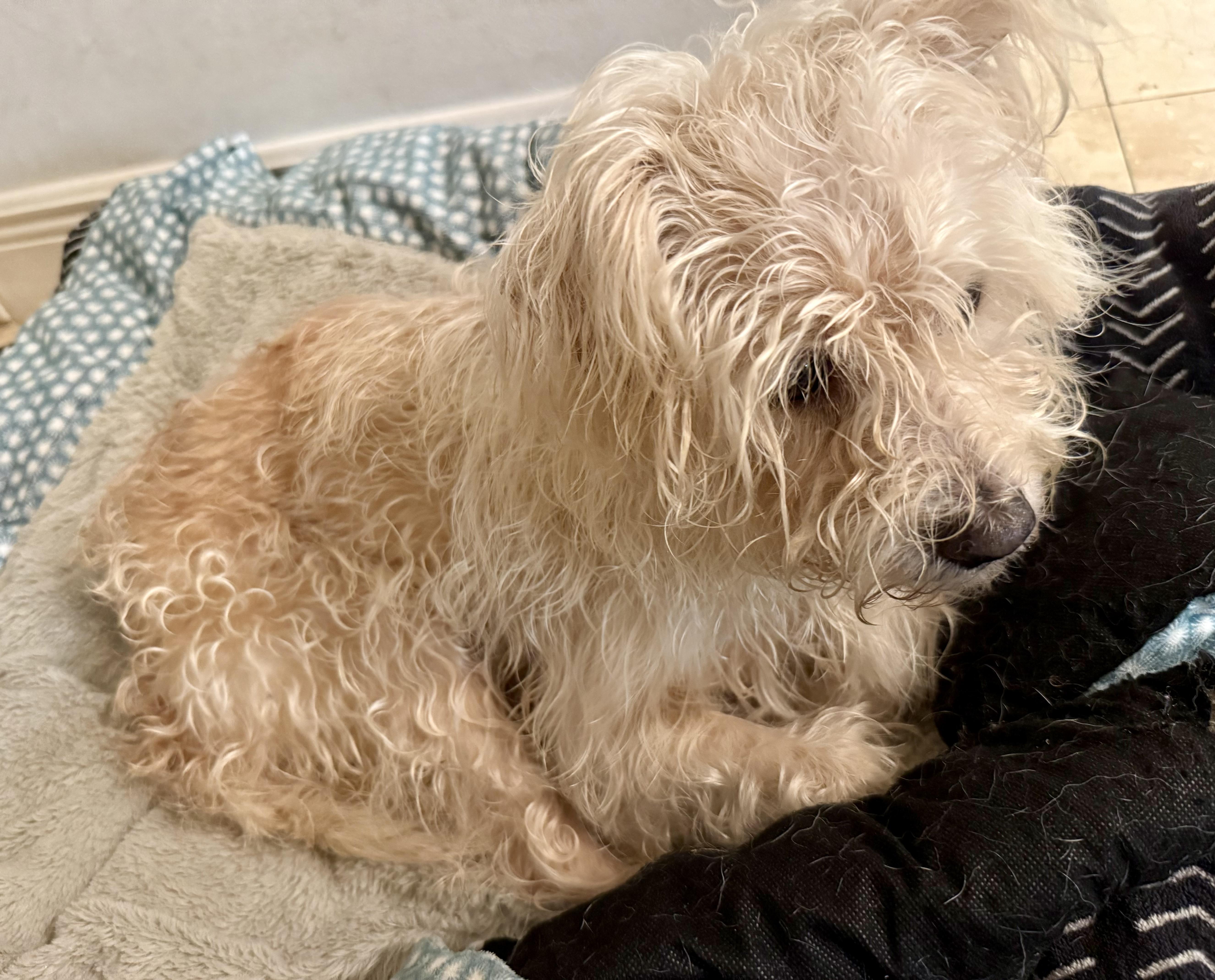 Dog for adoption - Hypoallergenic mini poodle Yorkie boy Blake, a ...