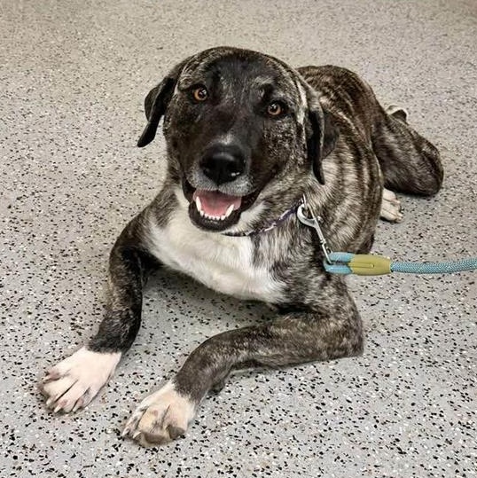 Dog for adoption - Lacy, an Anatolian Shepherd & Great Pyrenees Mix in ...