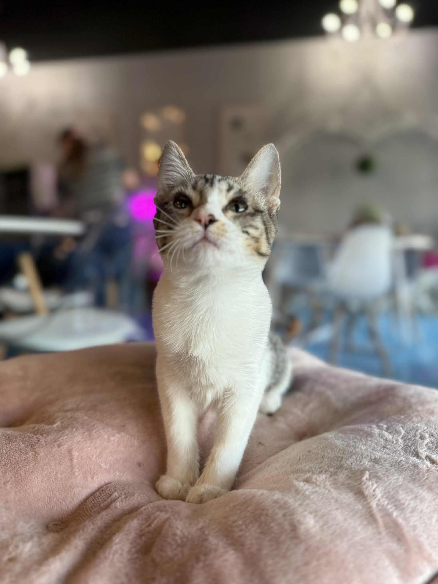 Cat for adoption - Blood Orange, a Tabby in AKRON, OH | Petfinder