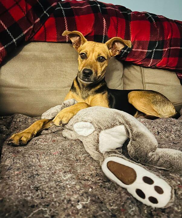 Dog for adoption - Steffi, a Mixed Breed in Guelph, ON | Petfinder