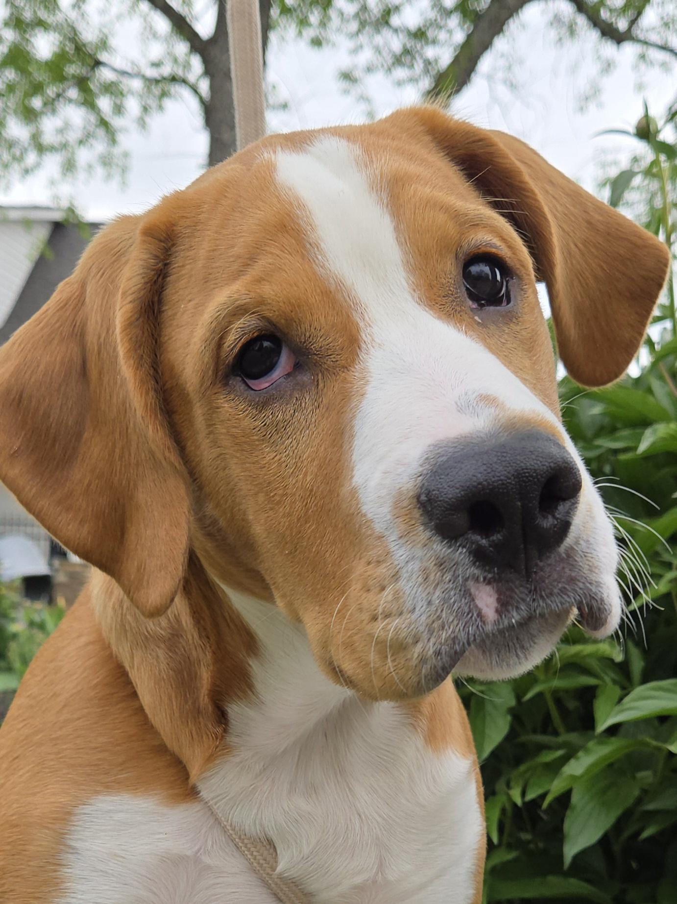Dog for adoption - Wilbur, a Basset Hound & Boxer Mix in Catlett, VA ...