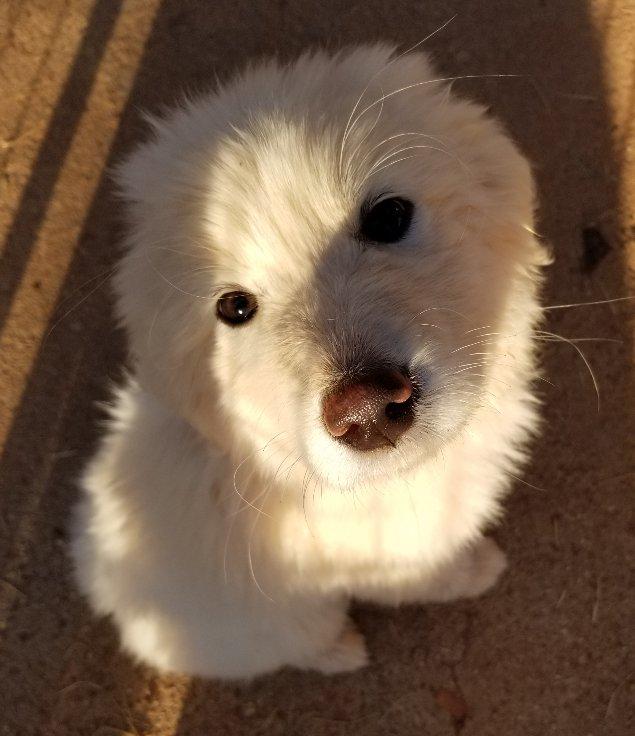 Dog for adoption - Fuzzball, a Great Pyrenees & Labradoodle Mix in ...