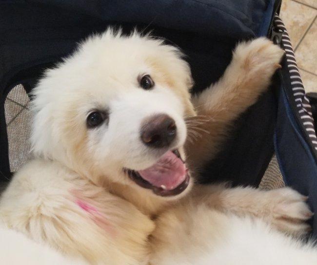 Dog for adoption - Fuzzball **Adoption pending, a Great Pyrenees ...