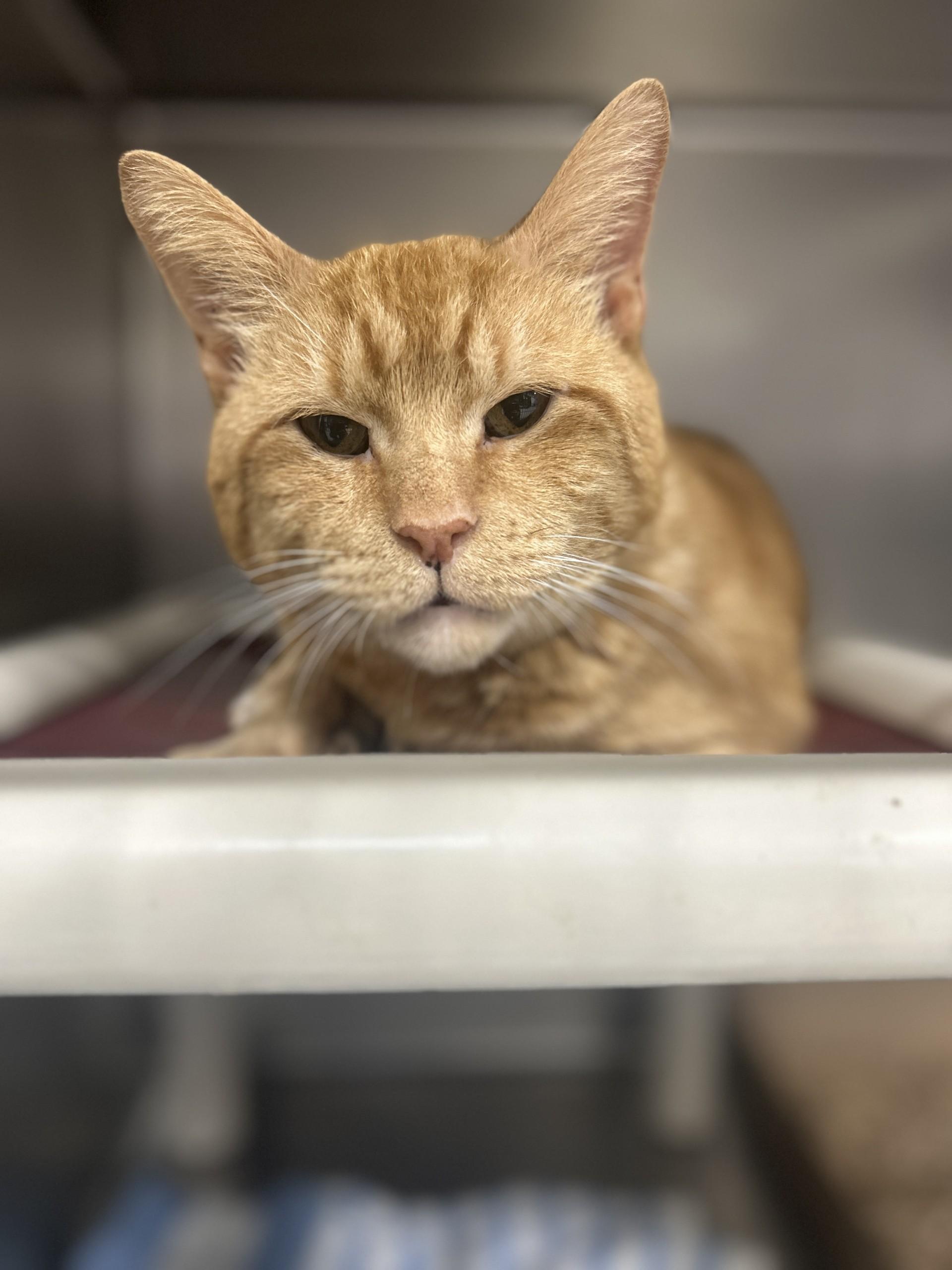 Cat for adoption - Stumpy, a Domestic Short Hair in Newark, NJ | Petfinder