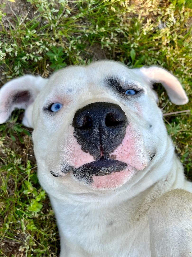 Dog for adoption - Batman, a Labrador Retriever & American ...