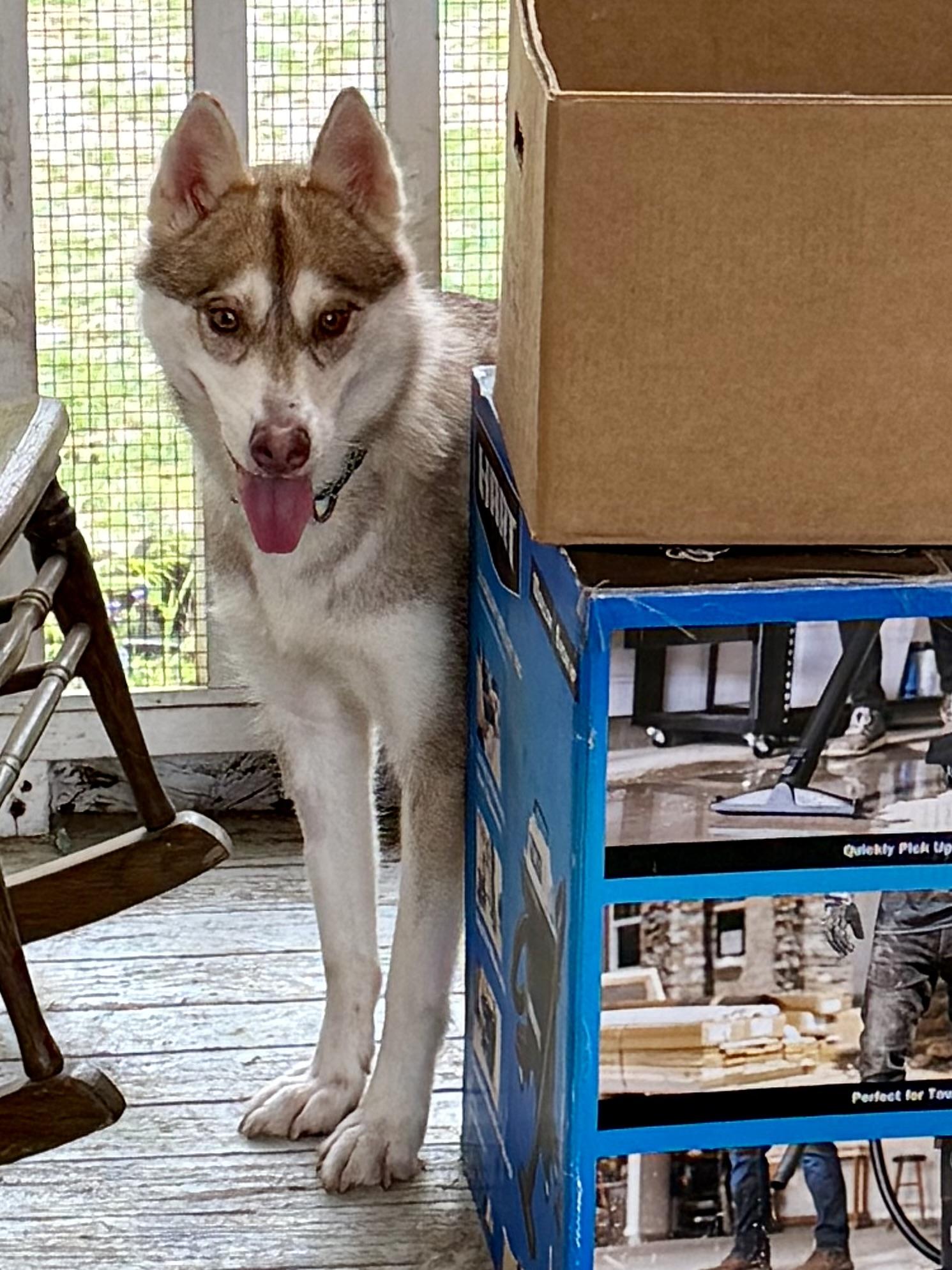 Dog for adoption - Akira, a Siberian Husky Mix in Newbury , OH | Petfinder