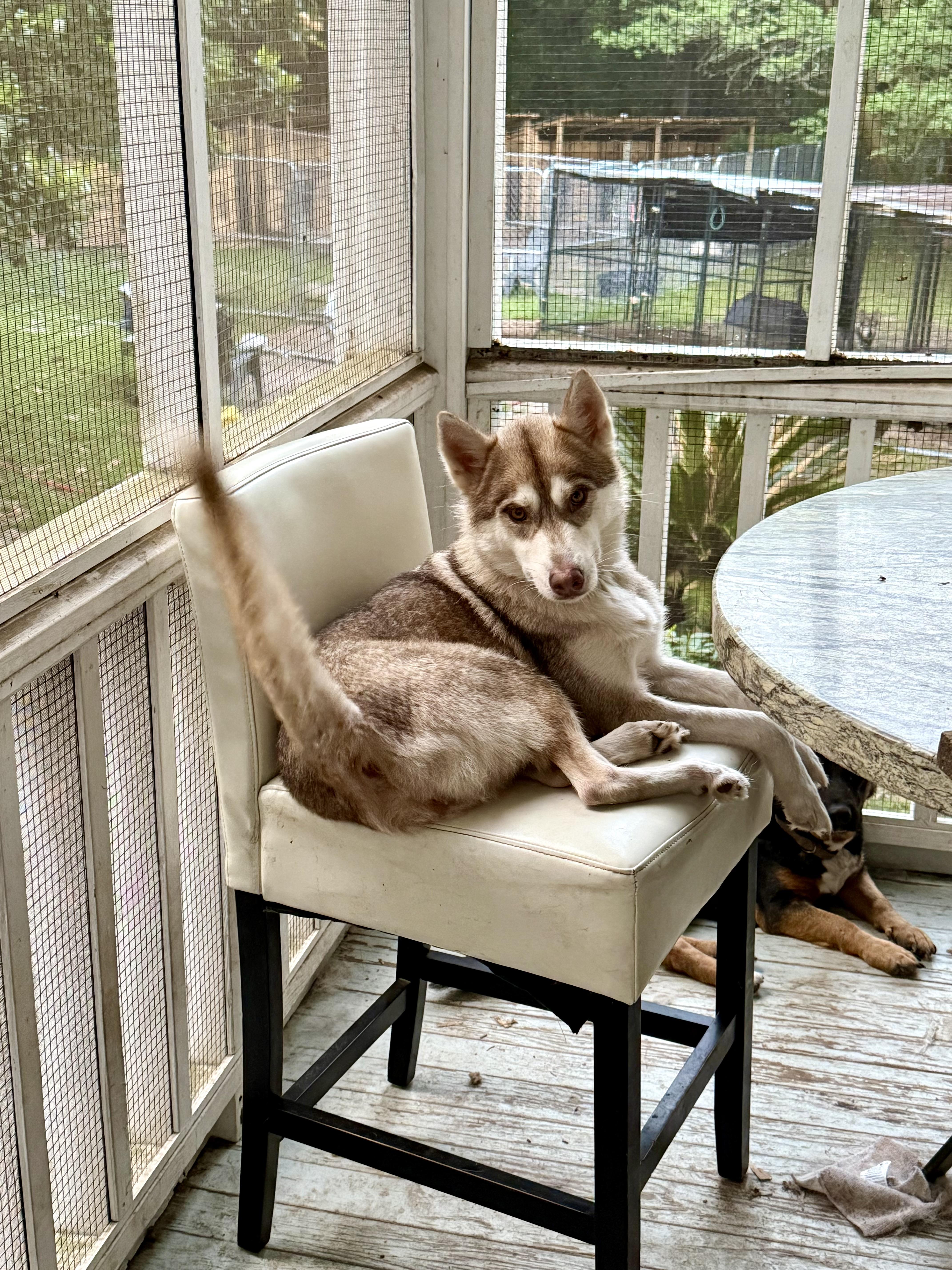 Dog for adoption - Akira, a Siberian Husky Mix in Newbury , OH | Petfinder