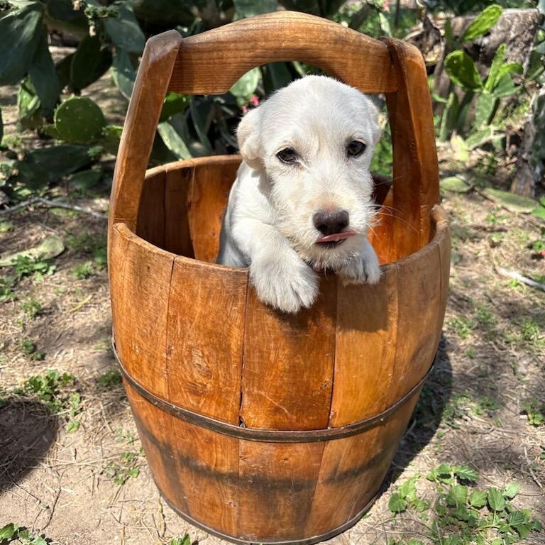 Dog for adoption - Winnie, a Schnauzer Mix in New Haven, CT | Petfinder