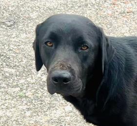Dog for adoption - Bob, a Labrador Retriever in Golden, CO | Petfinder