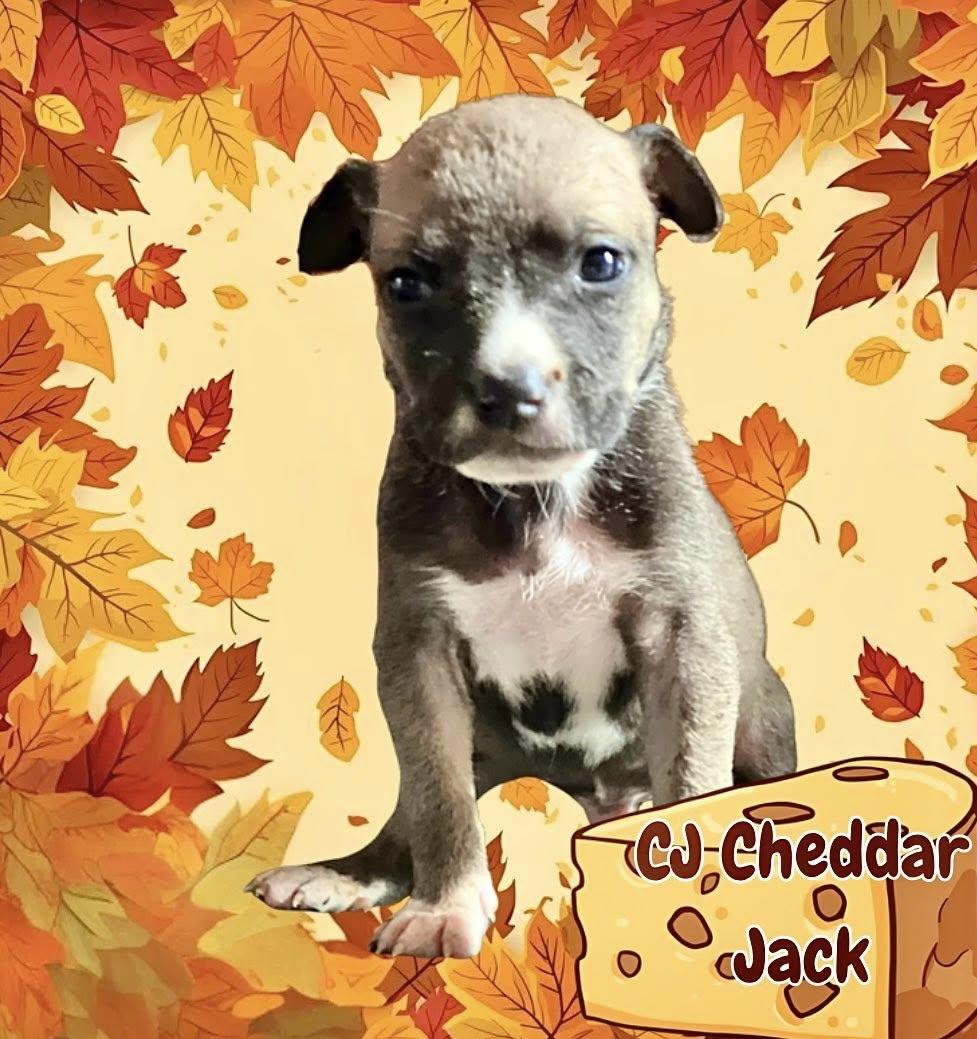 Dog for adoption - CJ Cheddar Jack, a Pit Bull Terrier & American ...