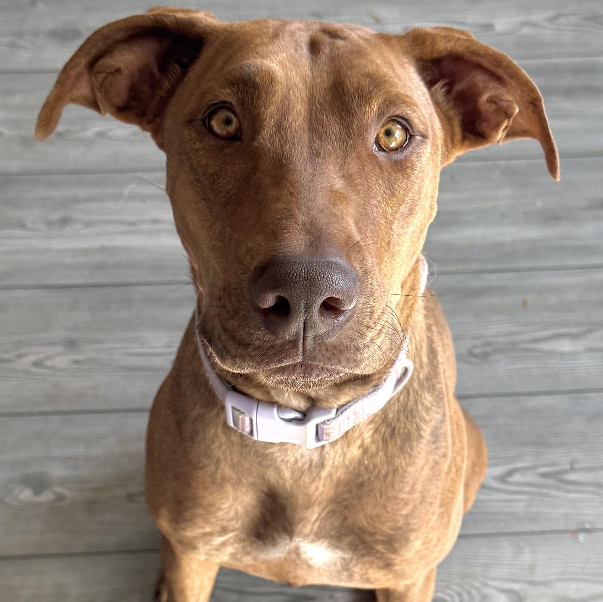 Dog for adoption - Rhea, a Doberman Pinscher Mix in Toledo, OH | Petfinder