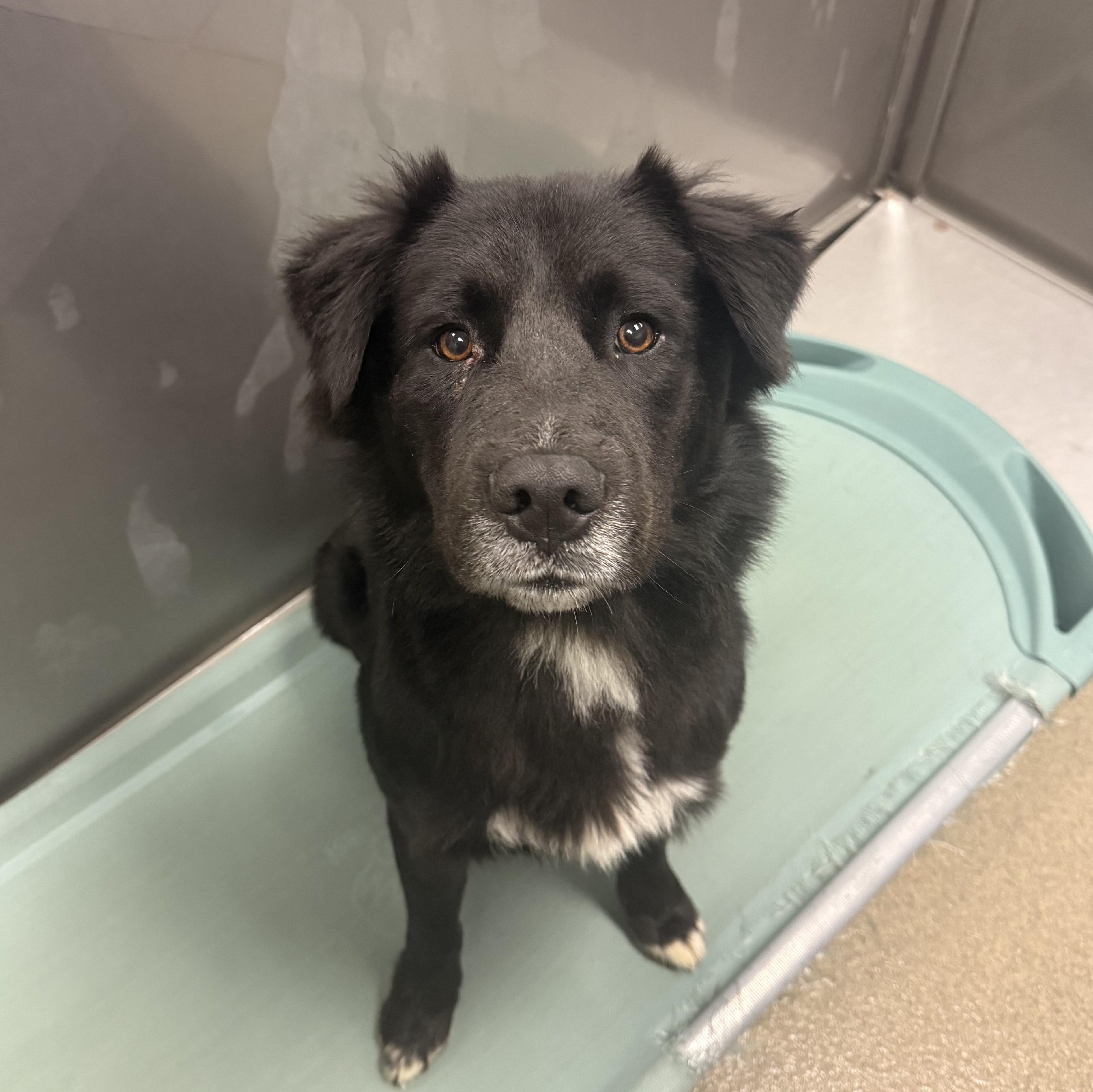 Tanner - Adoptable Pet | Petfinder | Petfinder