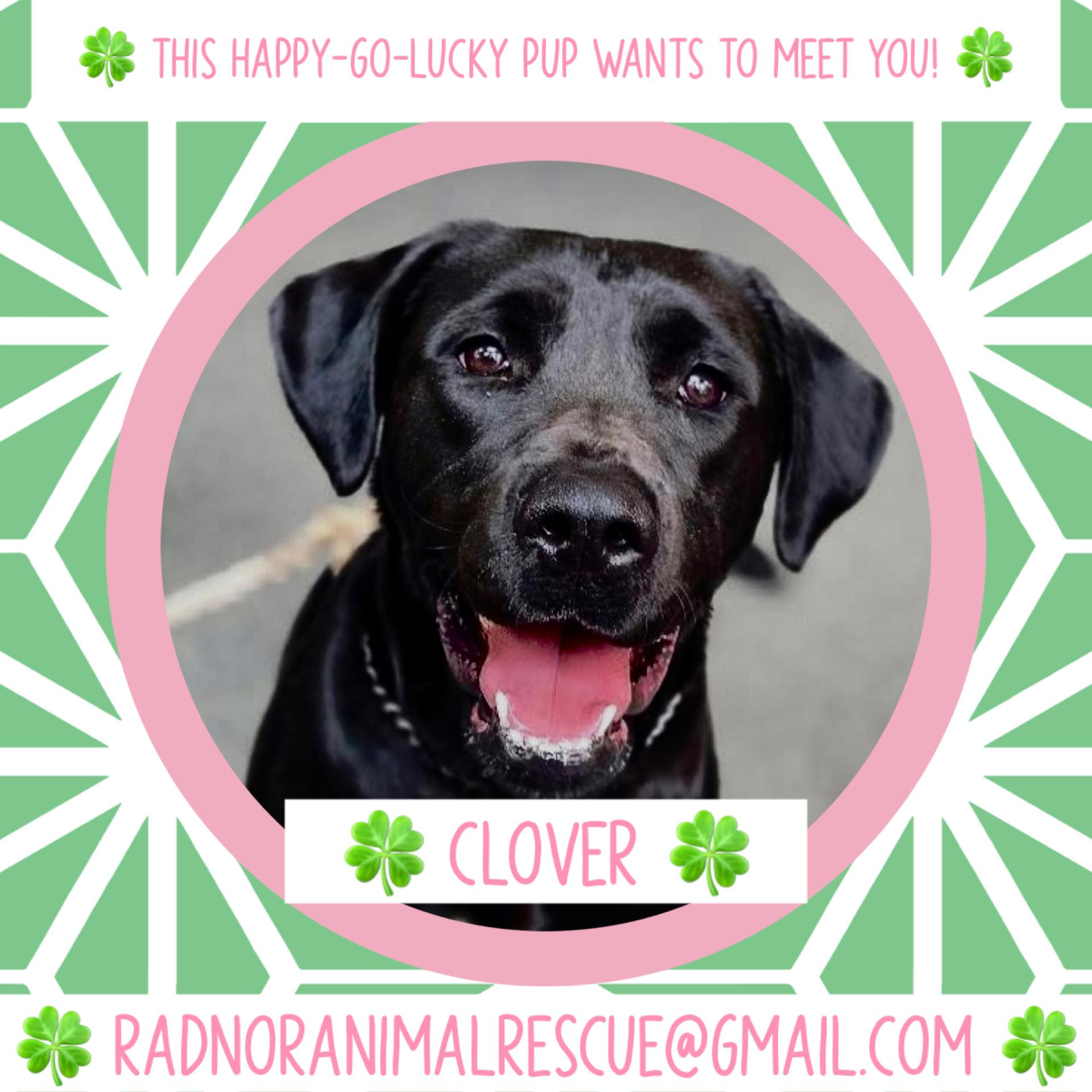 Dog for adoption - Clover, a Black Labrador Retriever Mix in Bryn Mawr, PA | Petfinder