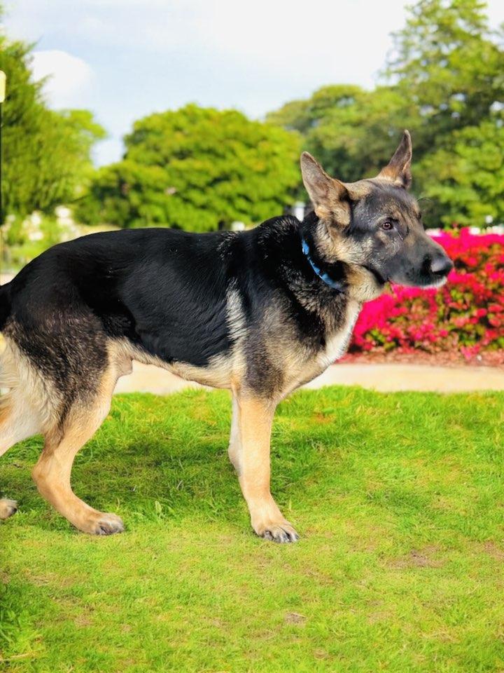 Dog for adoption - Ennis, a German Shepherd Dog in Clive, IA | Petfinder