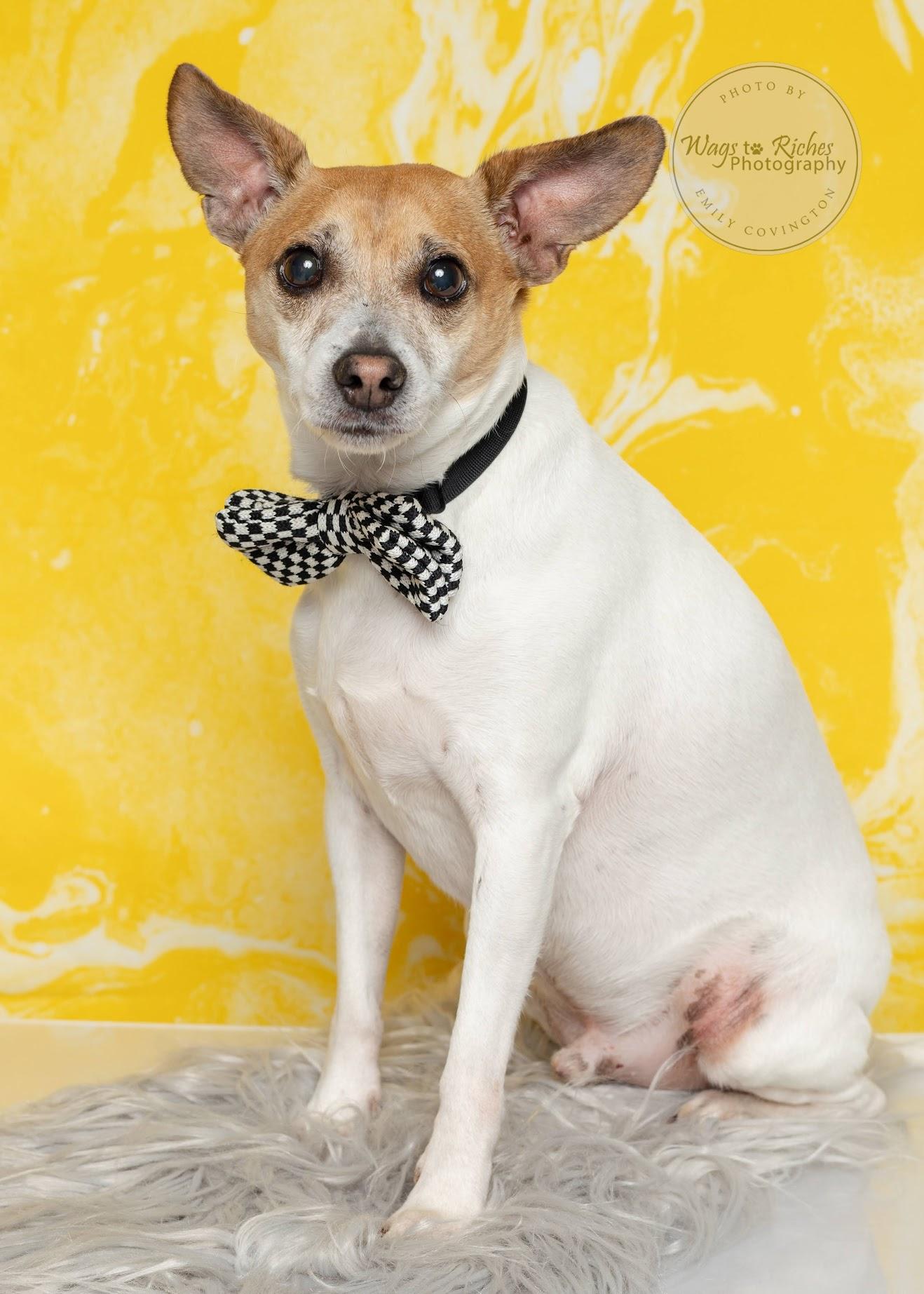 Dog for adoption - Pablo, a Rat Terrier in Tuscaloosa, AL | Petfinder