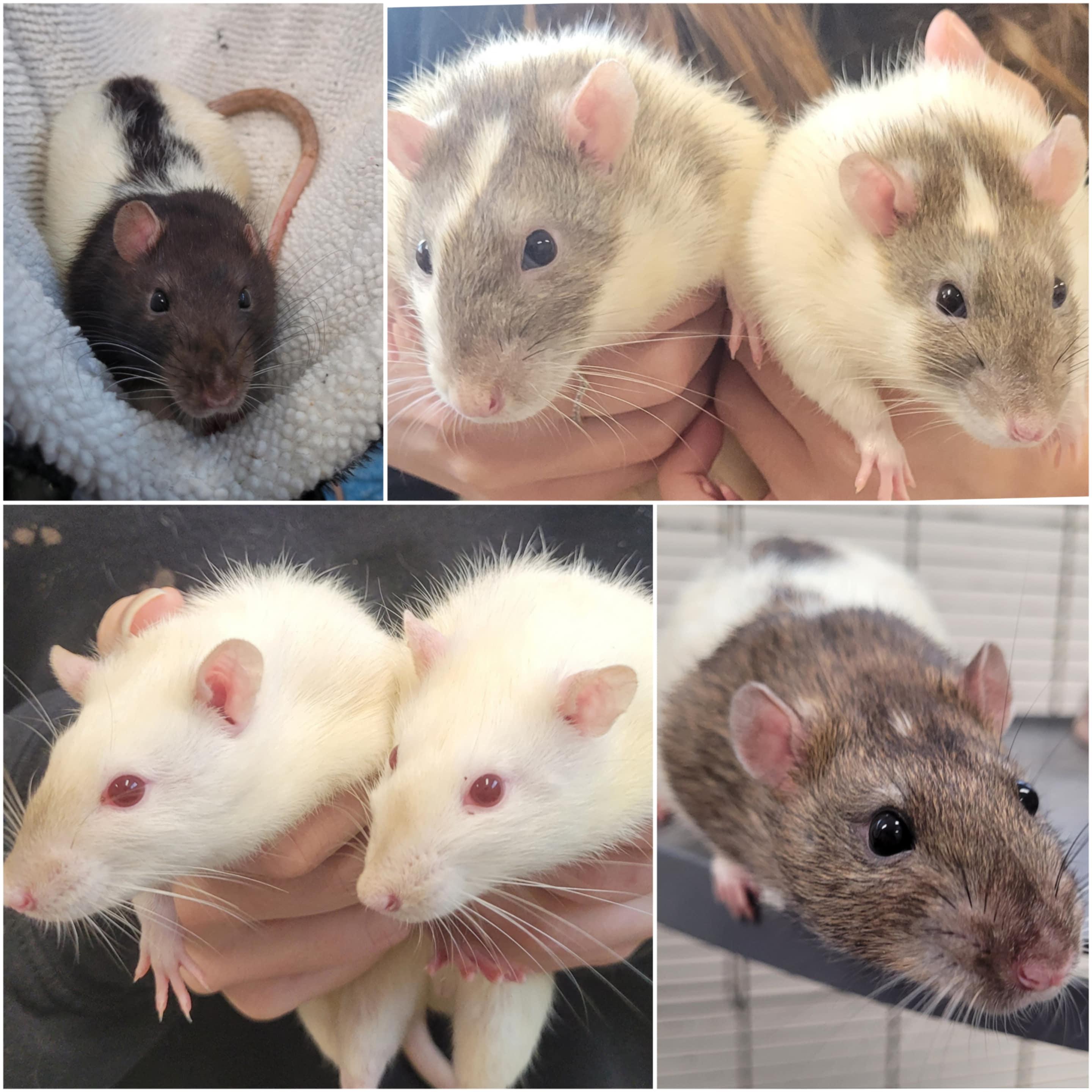 Rat for adoption - 6 rats, a Rat in Delson, QC | Petfinder
