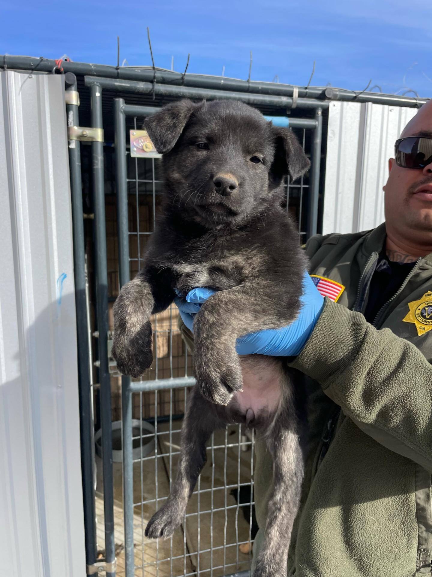 Dog for adoption - STRAY 0371 ON HOLD UNTIL 1-28-2025, a Shepherd in ...