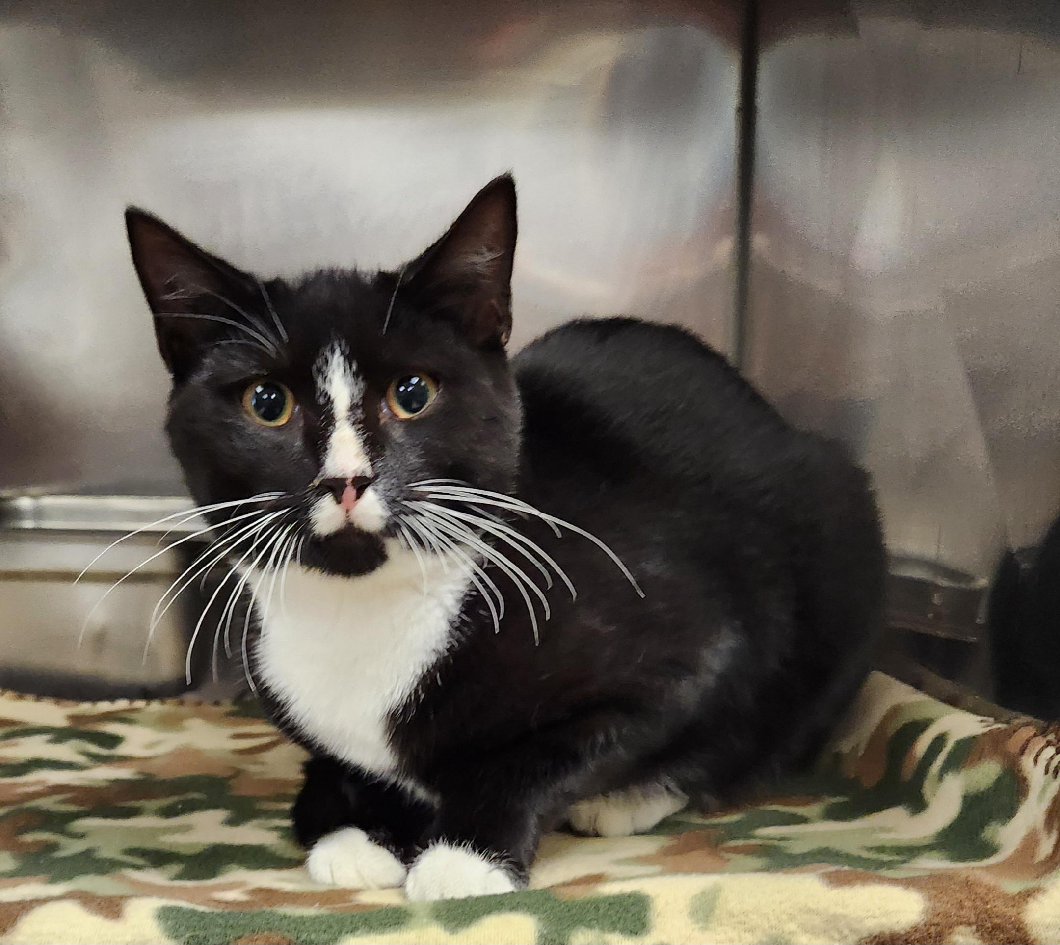 Cat for adoption - Hex, a Domestic Short Hair in Clayton, NJ | Petfinder