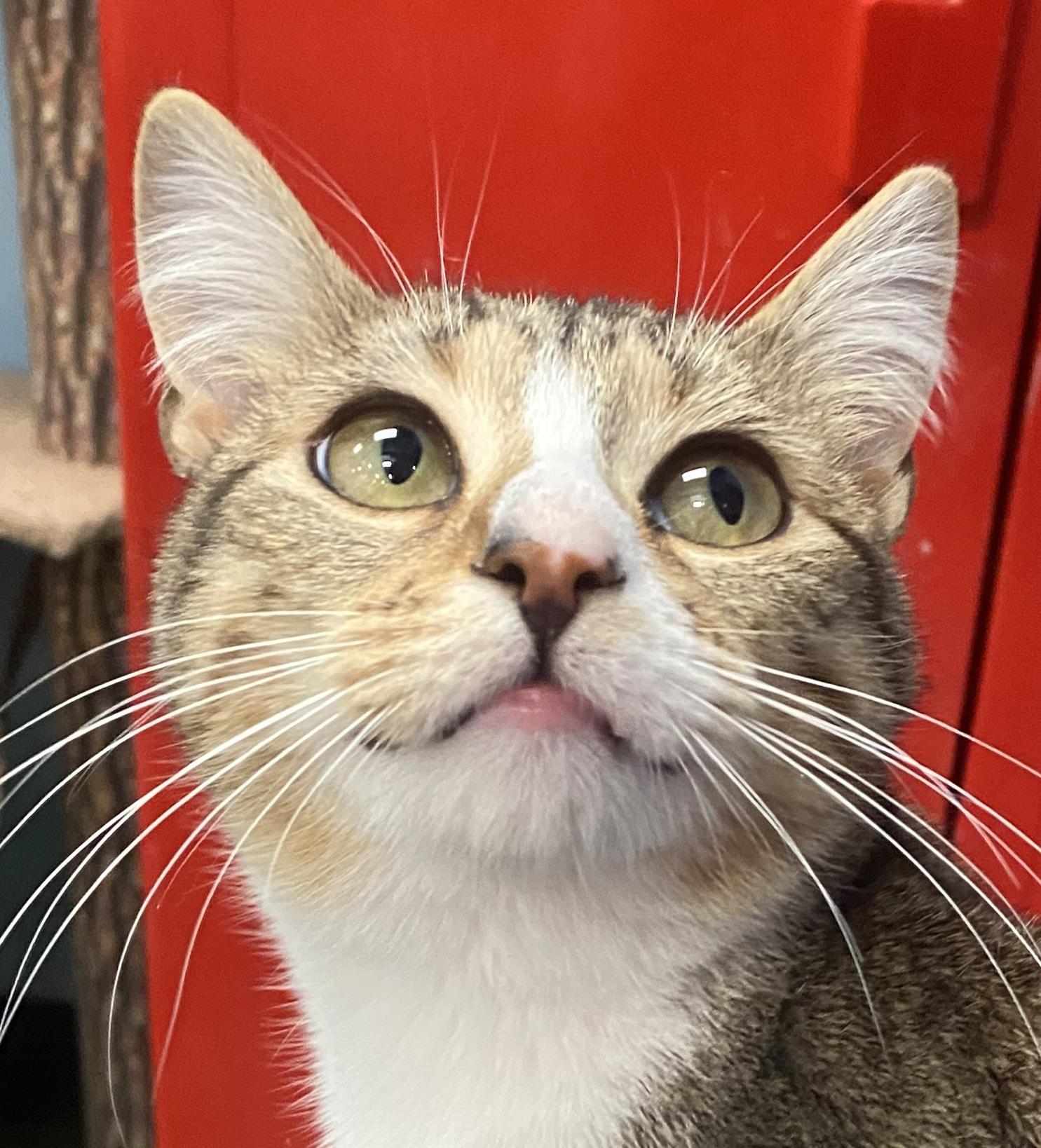 Available Cats and Kittens - Johnston County Animal Protection League ...