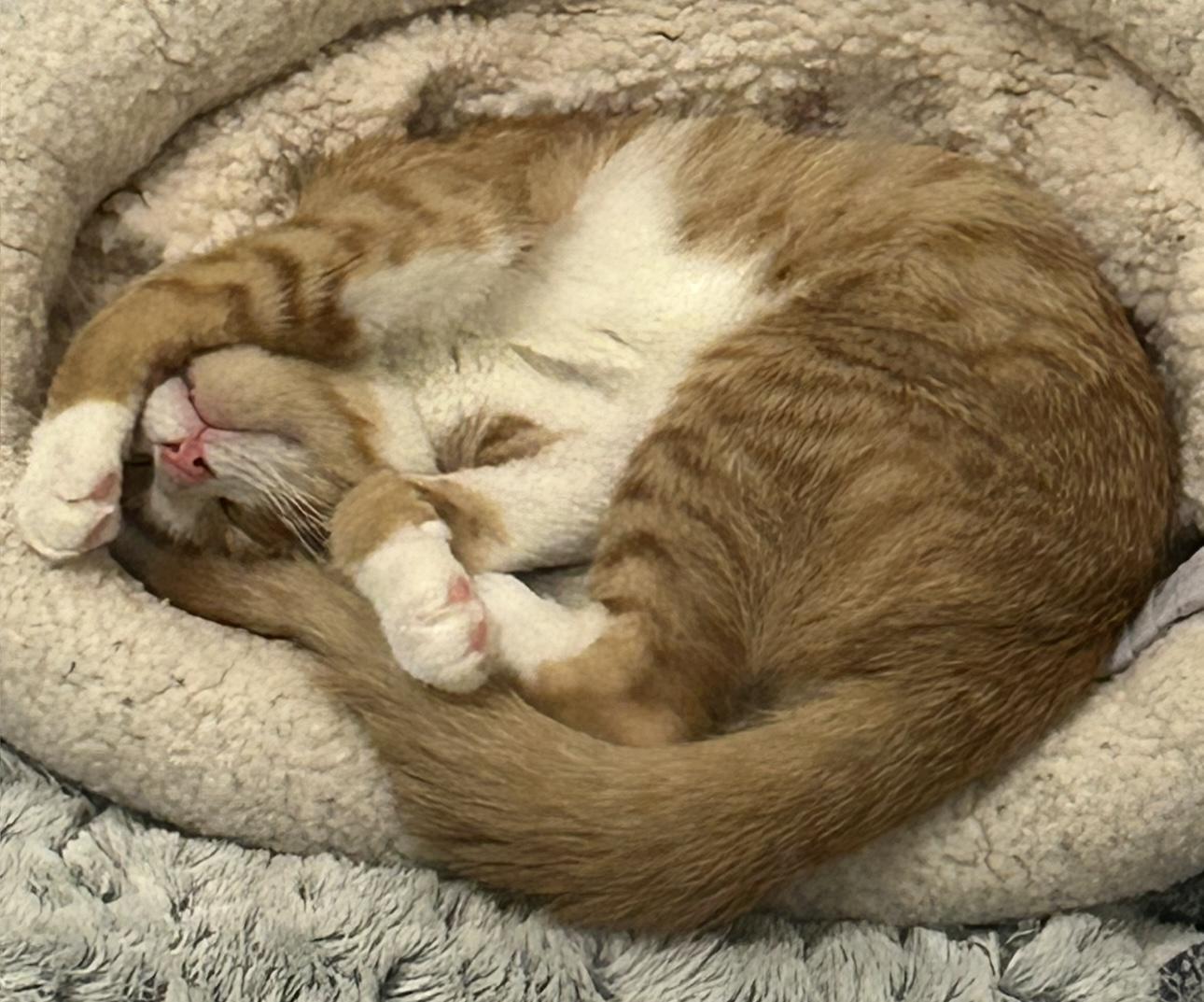 Cat for adoption - Cider, a Domestic Short Hair in Los Angeles, CA ...