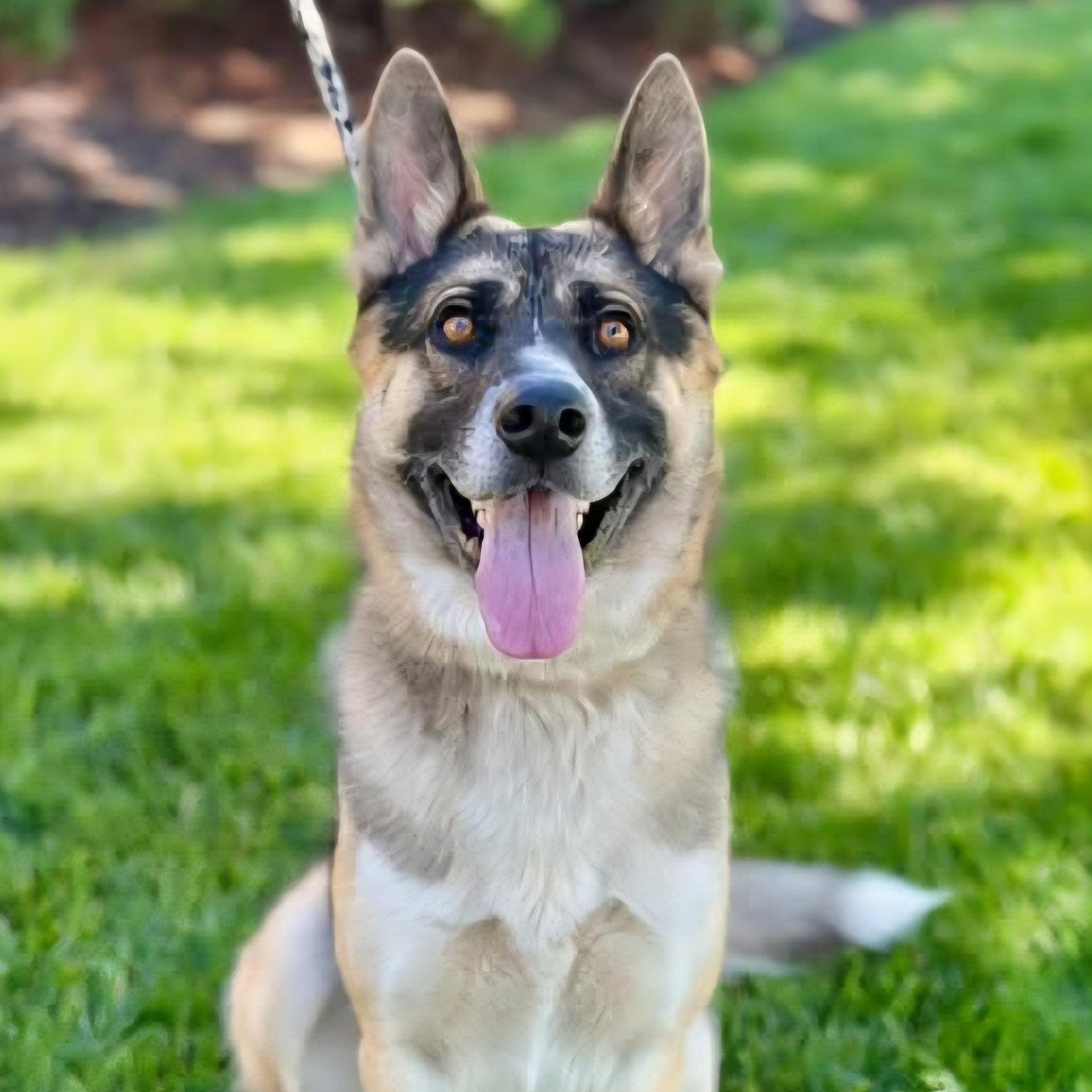Dog for adoption - Waylon, a German Shepherd Dog Mix in Keokuk, IA | Petfinder