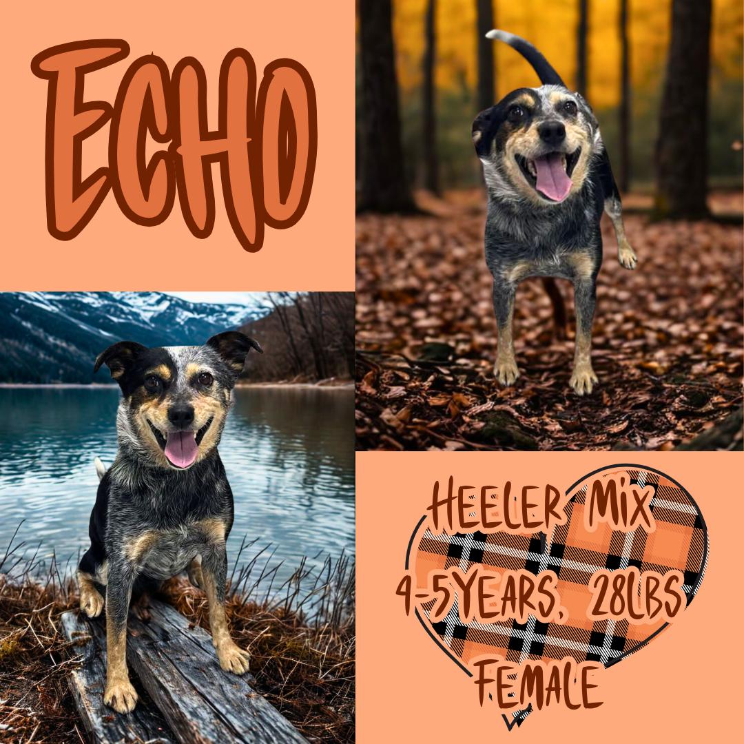 Dog for adoption - Echo, an Australian Cattle Dog / Blue Heeler Mix in Bardstown, KY | Petfinder