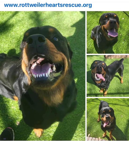 Dog for adoption - CHOP, a Rottweiler in Chapel Hill, NC | Petfinder