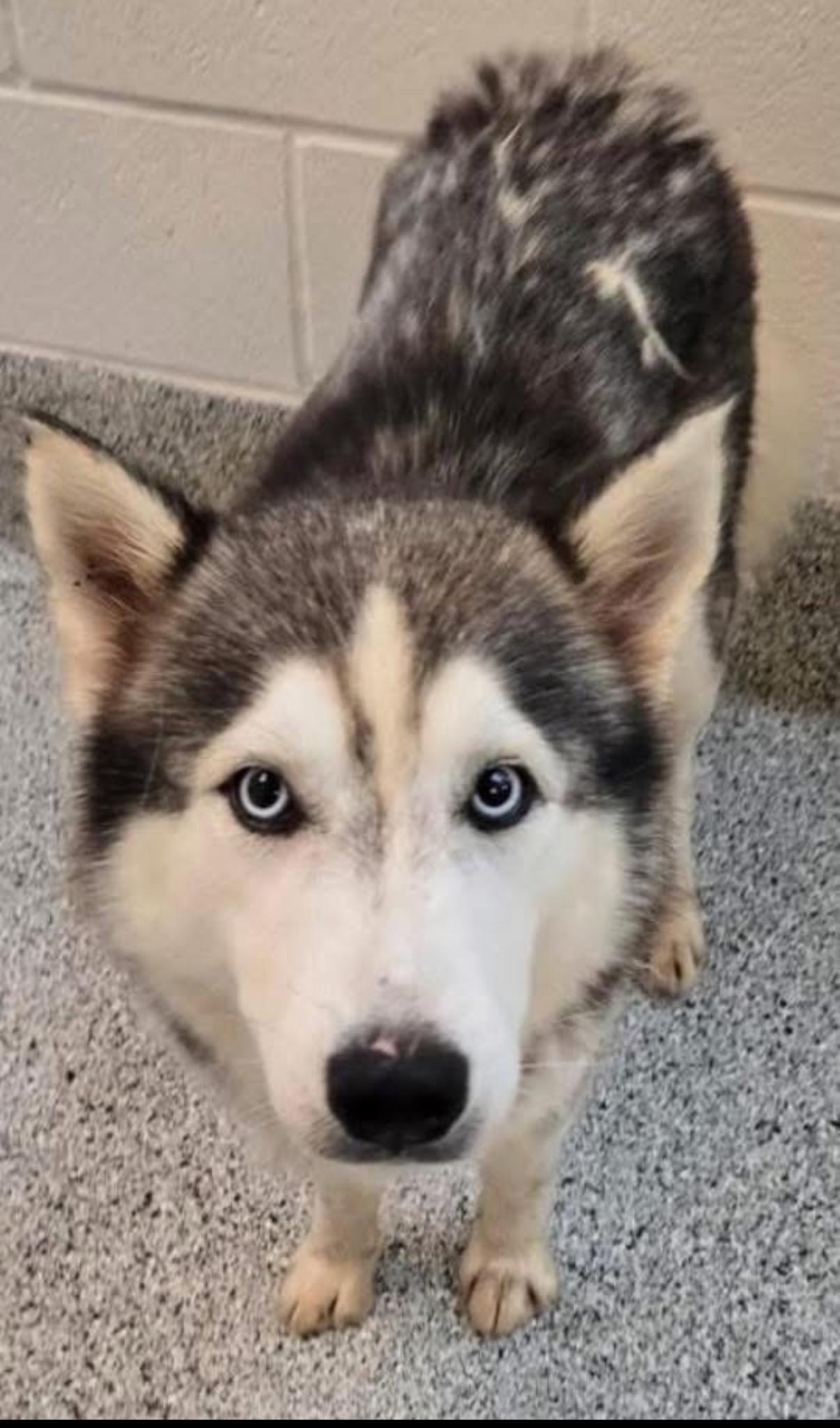 Happy Trails Farm Animal Sanctuary in Ravenna, OH