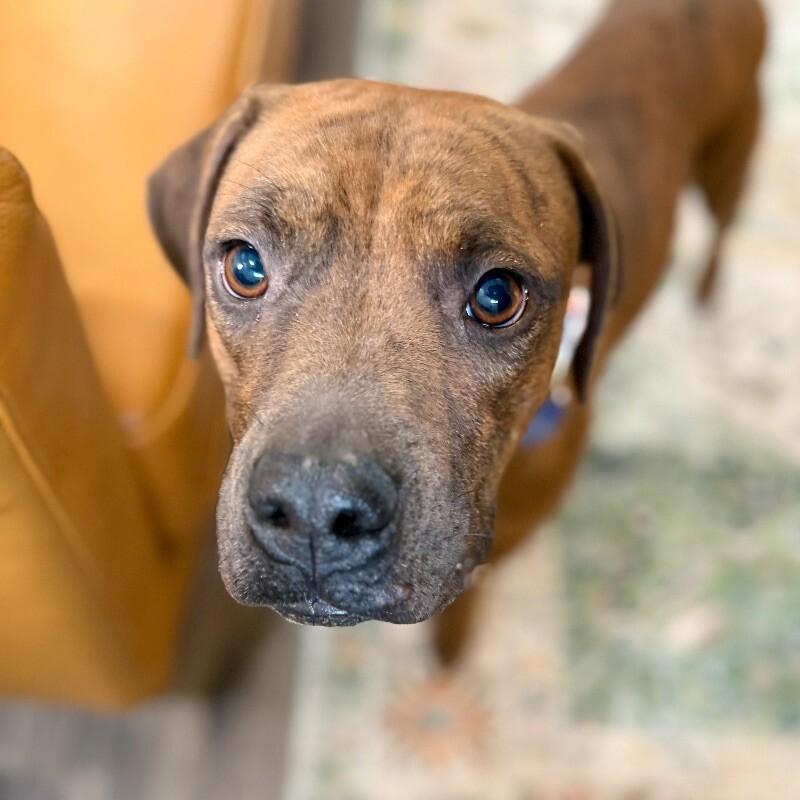 Dog for adoption - Licorice All Sweet No Spice Extra Nice, a Boxer ...