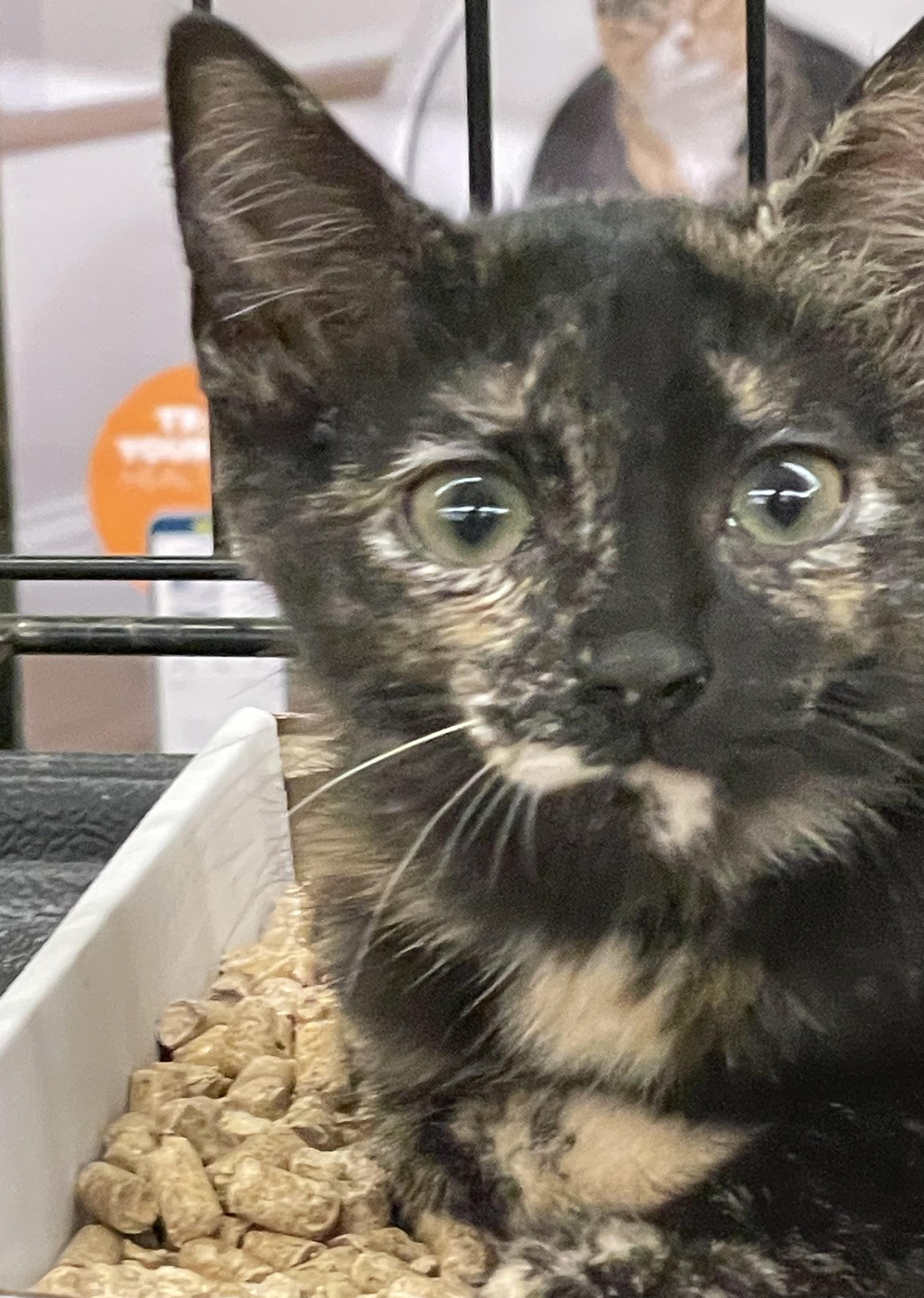 Cat for adoption - Suni, a Tortoiseshell & Domestic Short Hair Mix in ...